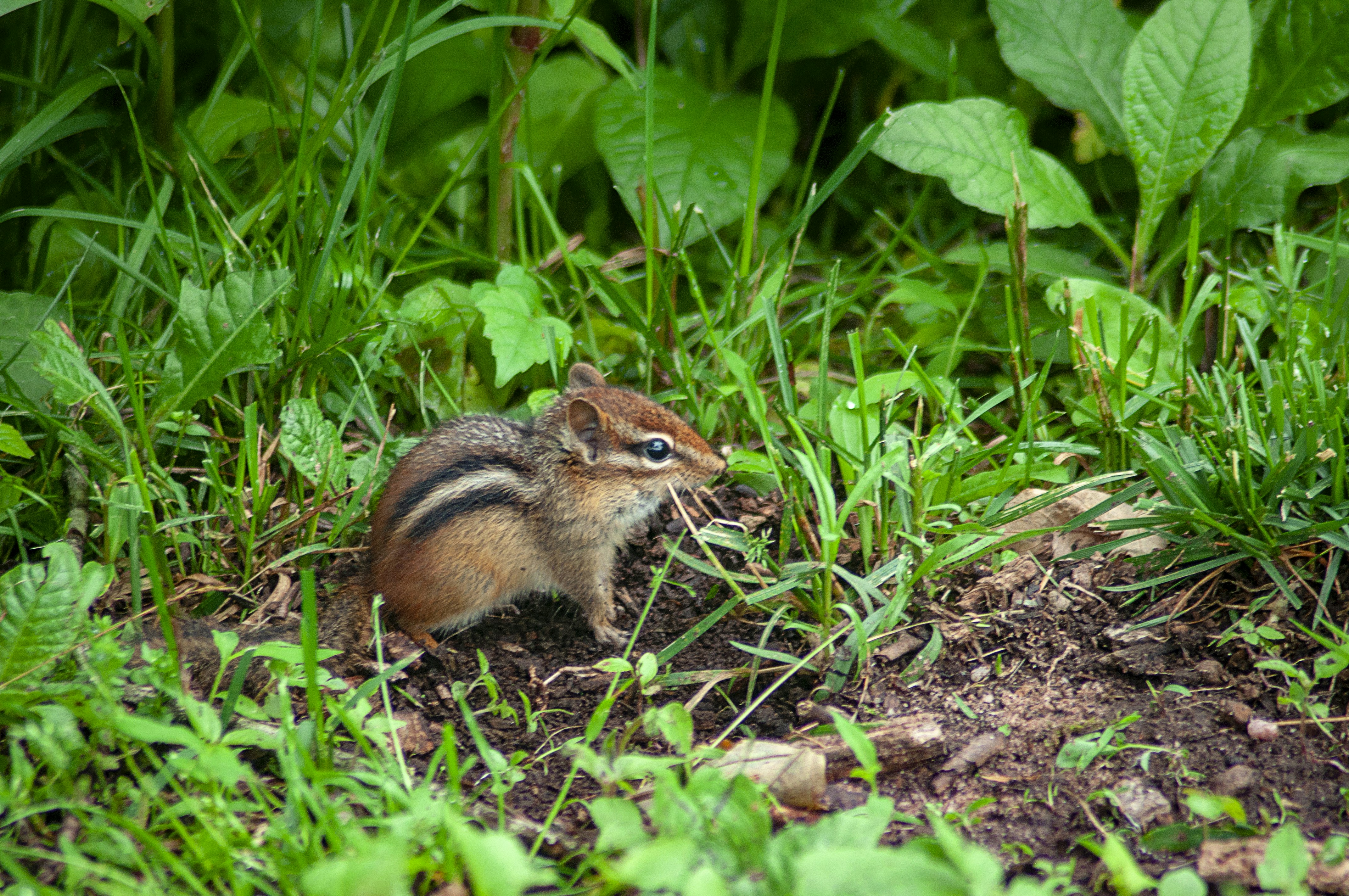 brown rodent on green grass