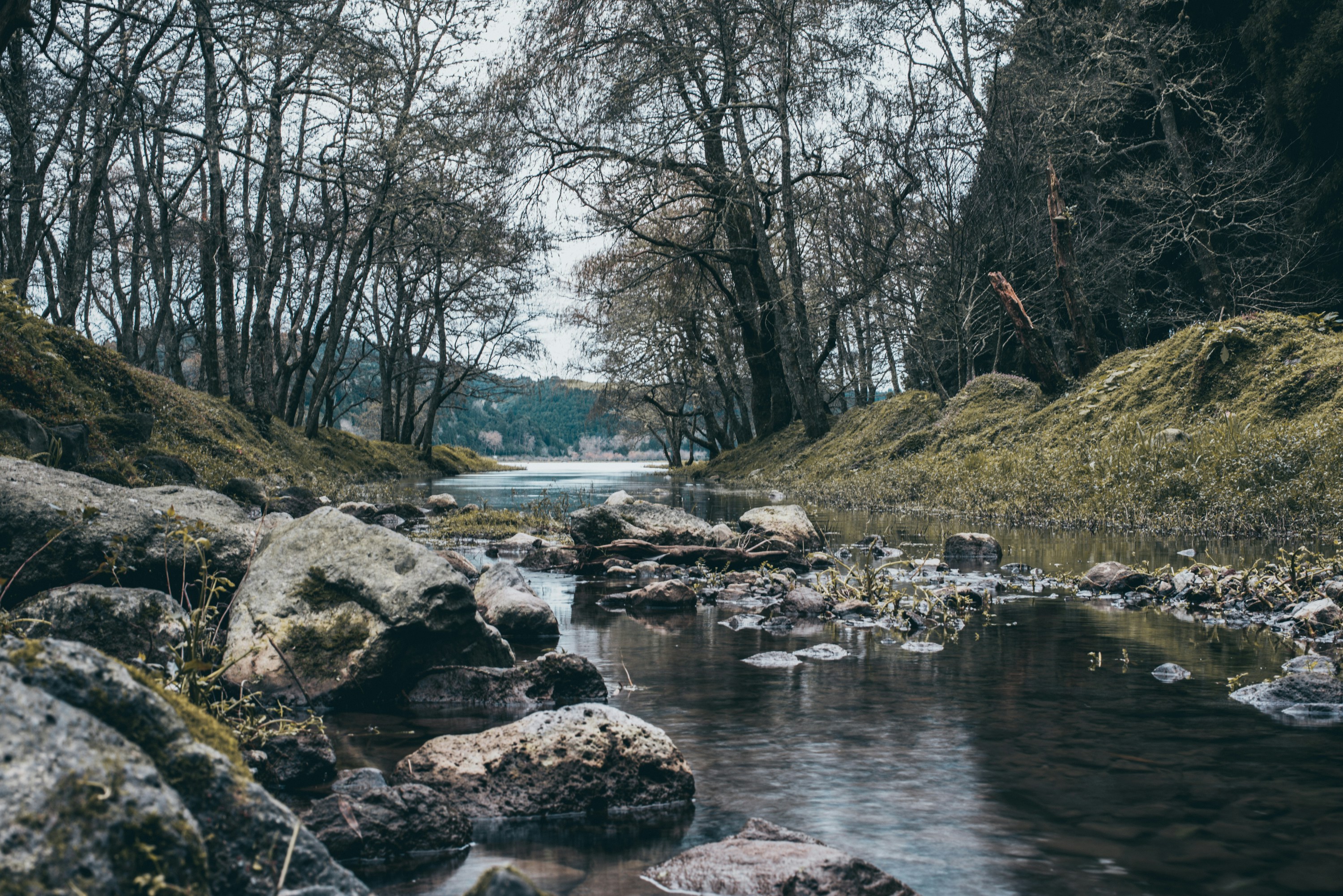 Tranquil stream flowing through a forest of bare trees under a cloudy sky.