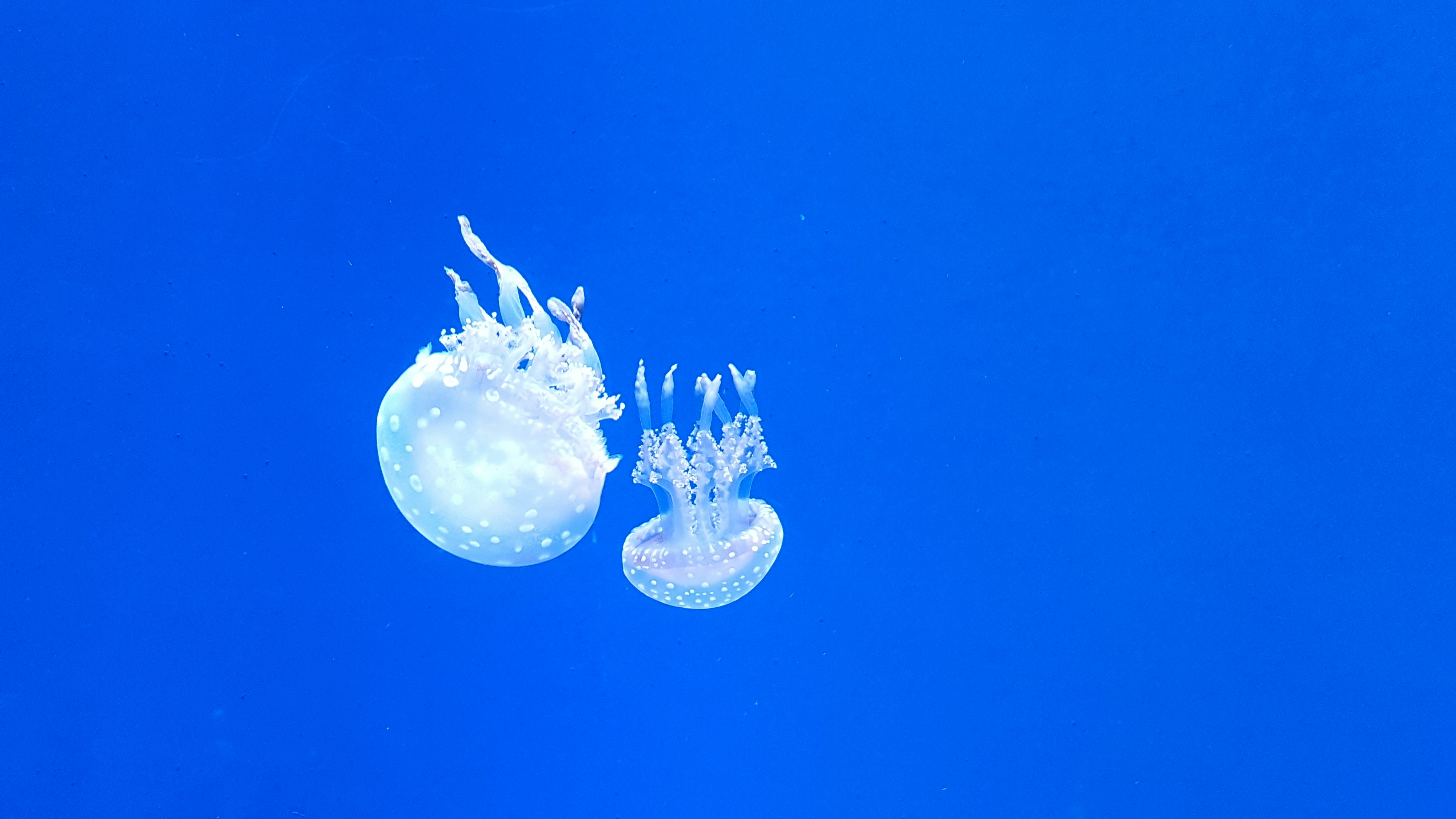 Two Ghosts in a Blue Quiet