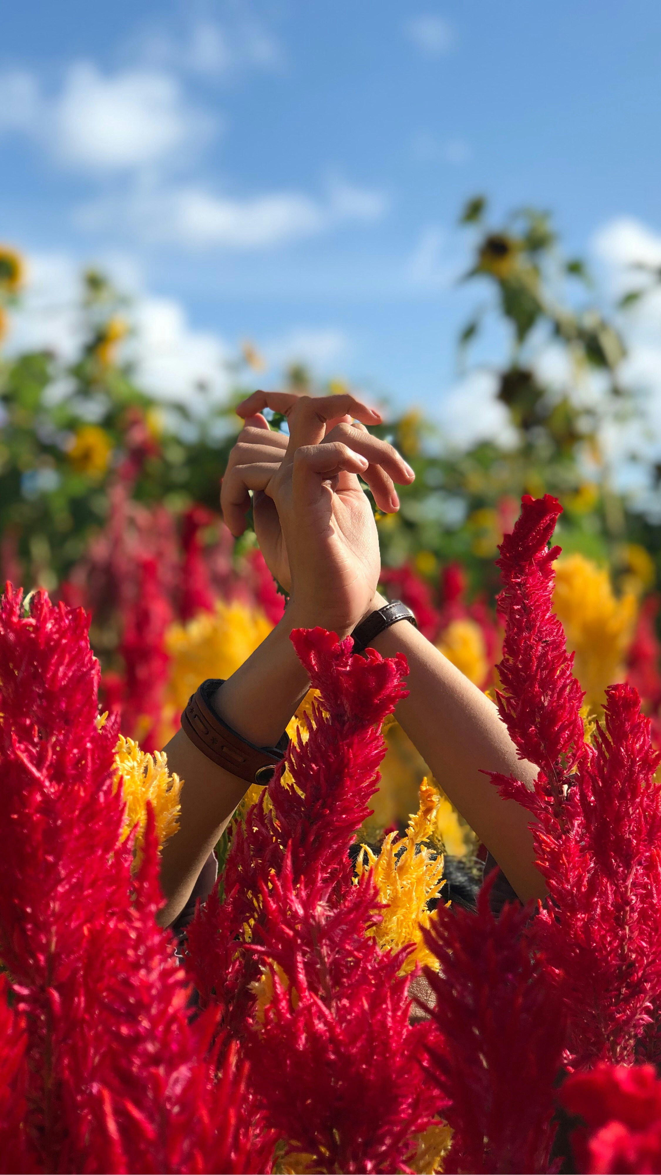 Intertwined Hands Rise Above a Field of Crimson and Amber Blooms