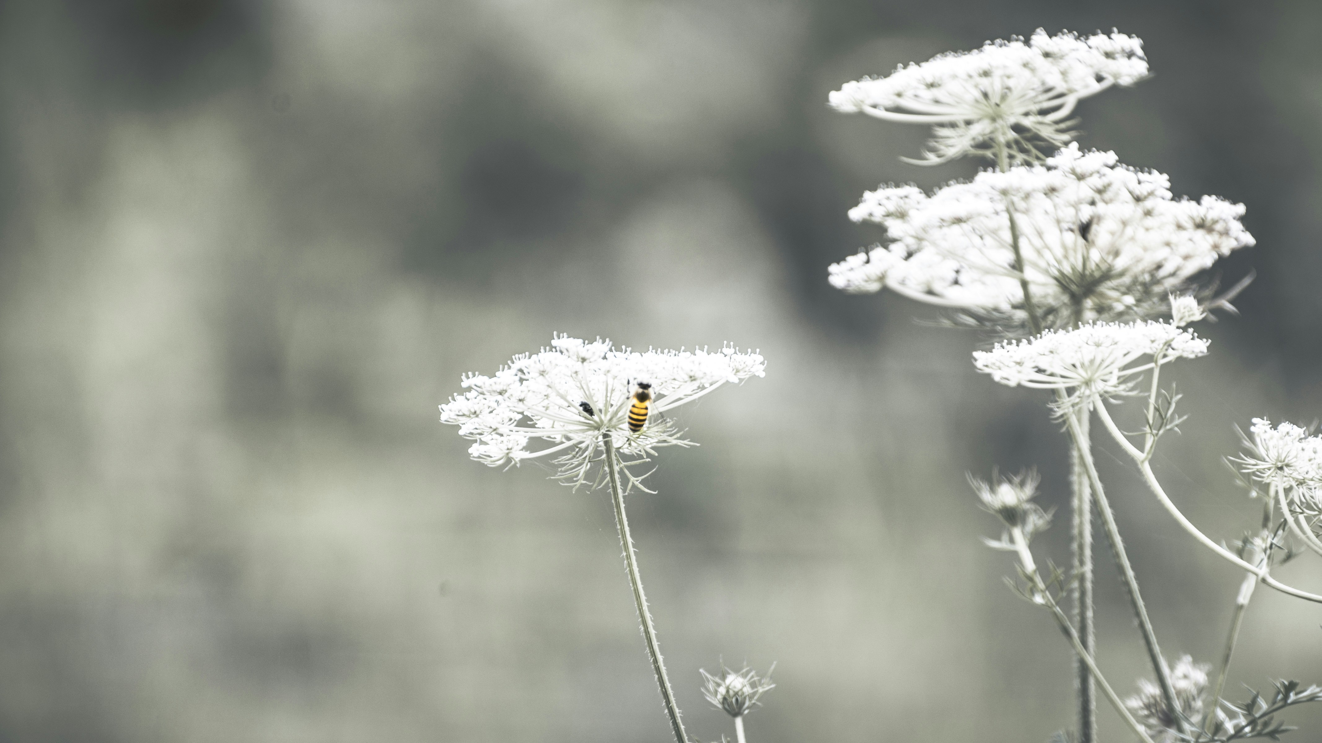Frost-Dusted Umbel: A Bee Clings to a Quiet Morning Seed Head