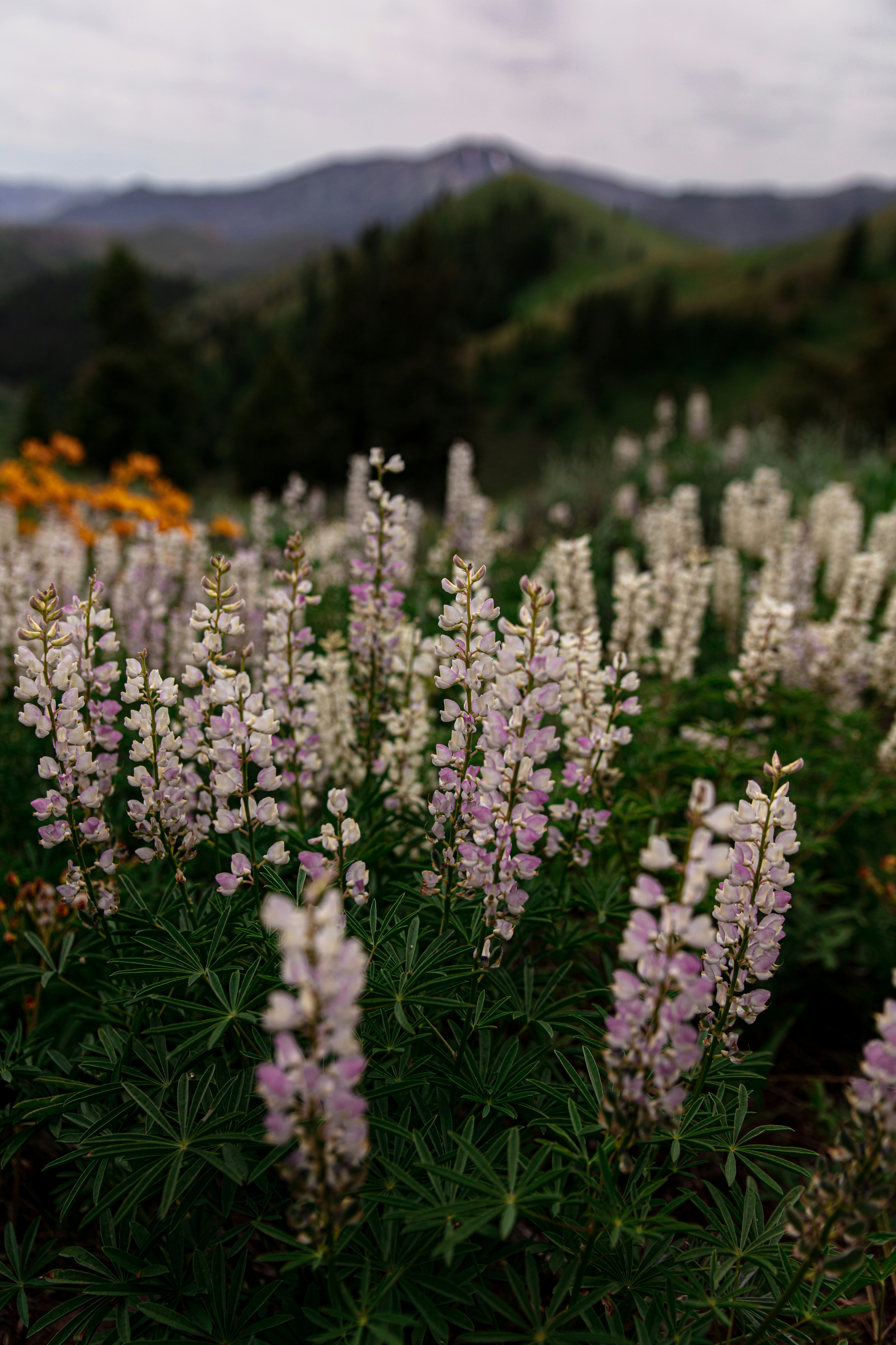 Delicate purple and white lupines bloom amidst vibrant orange flowers, set against a lush mountainous backdrop.