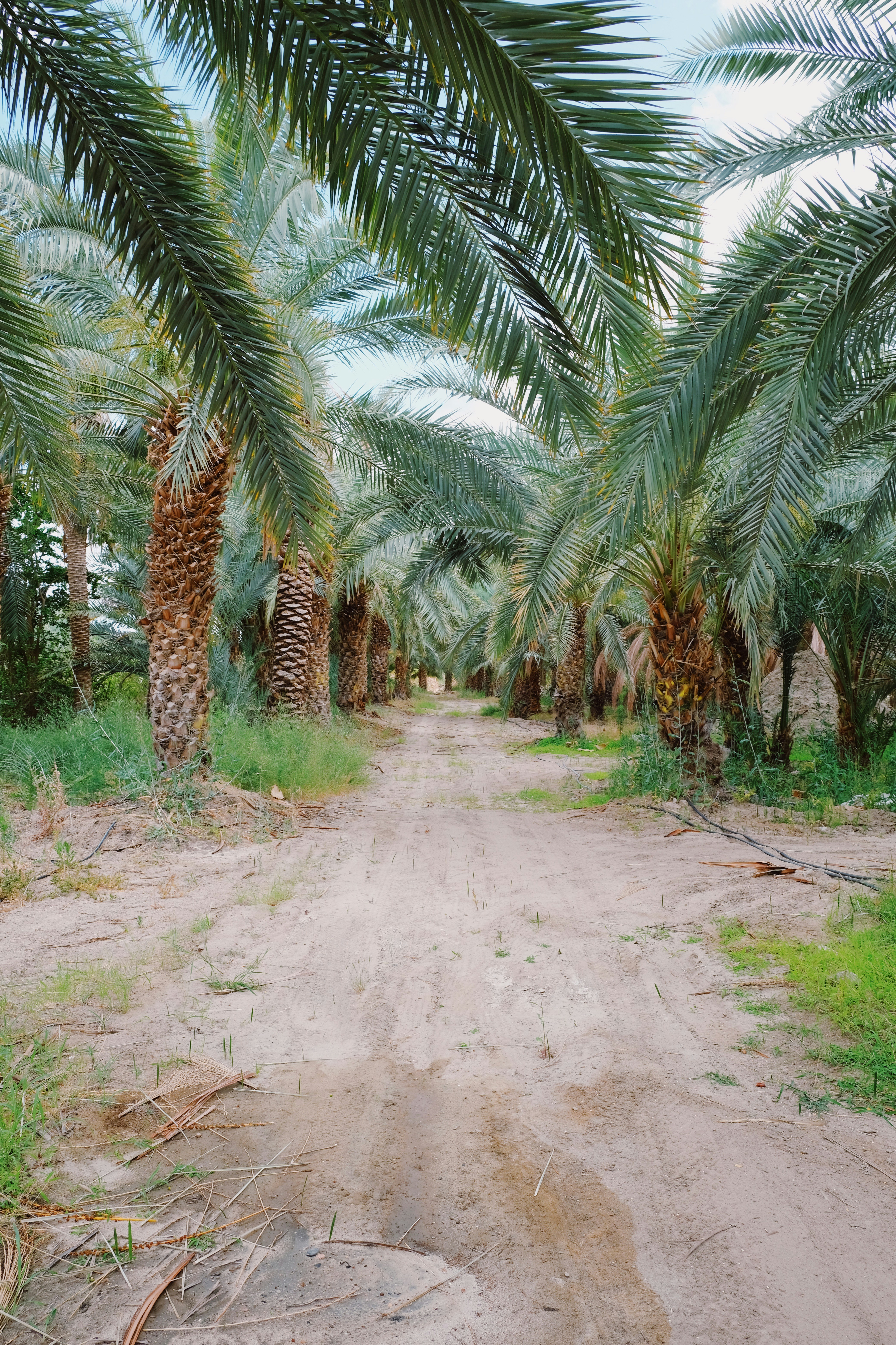 Green palm tree lot photo – Free Niland Image on Unsplash