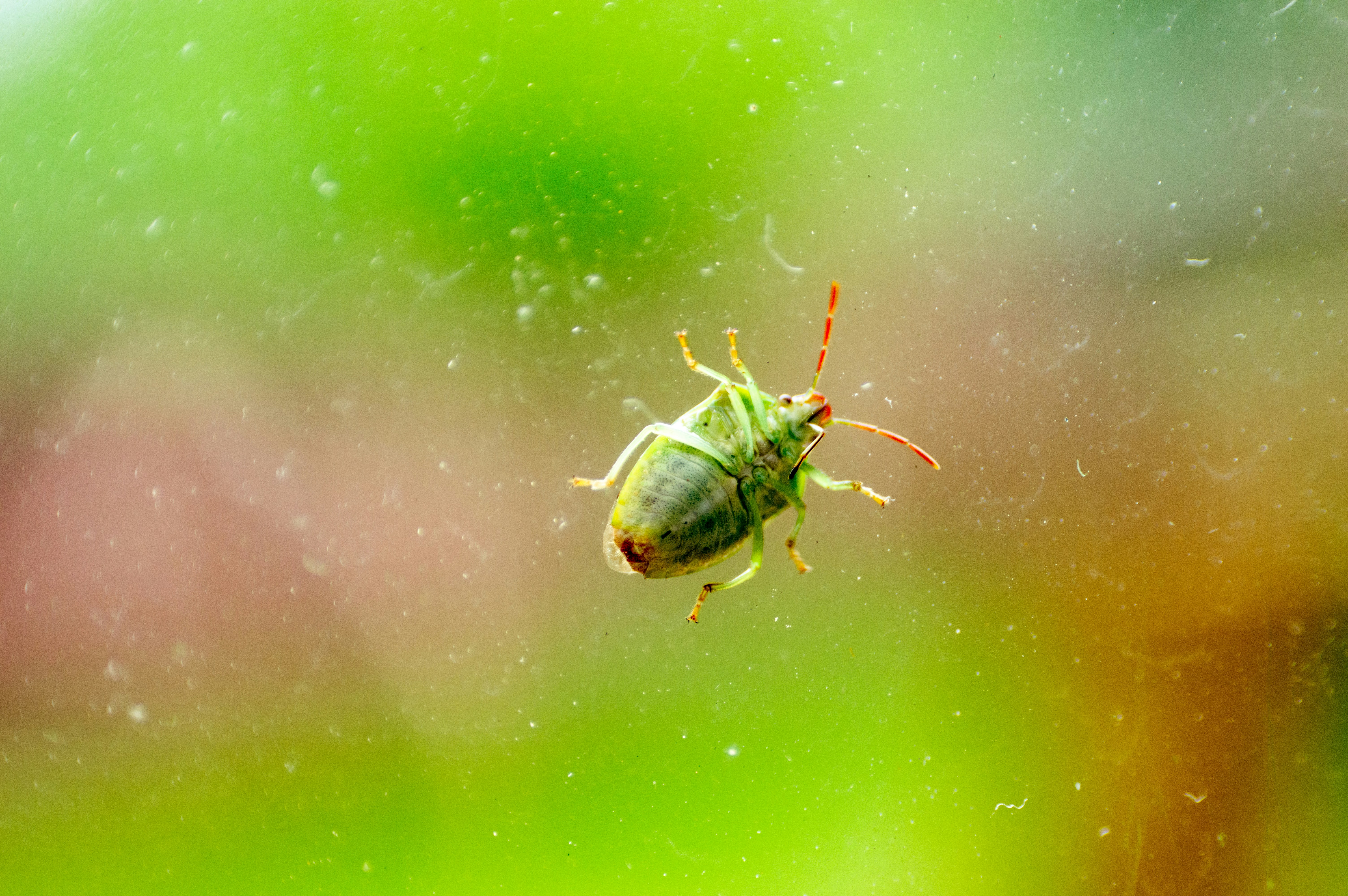 Photographie en gros plan d’insectes verts photo – Image gratuite de ...