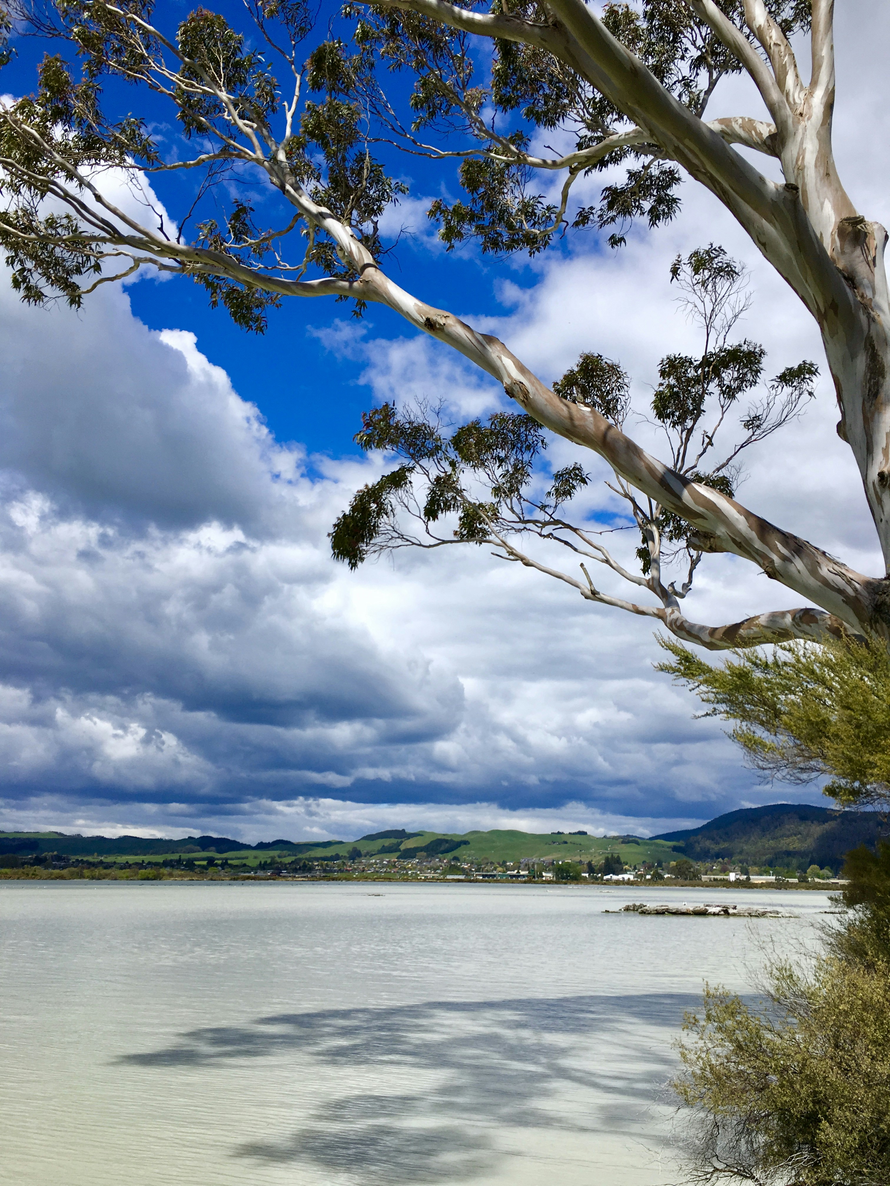 A tranquil lakeside scene featuring a large tree arching over calm waters, with dramatic clouds and distant hills in the background.