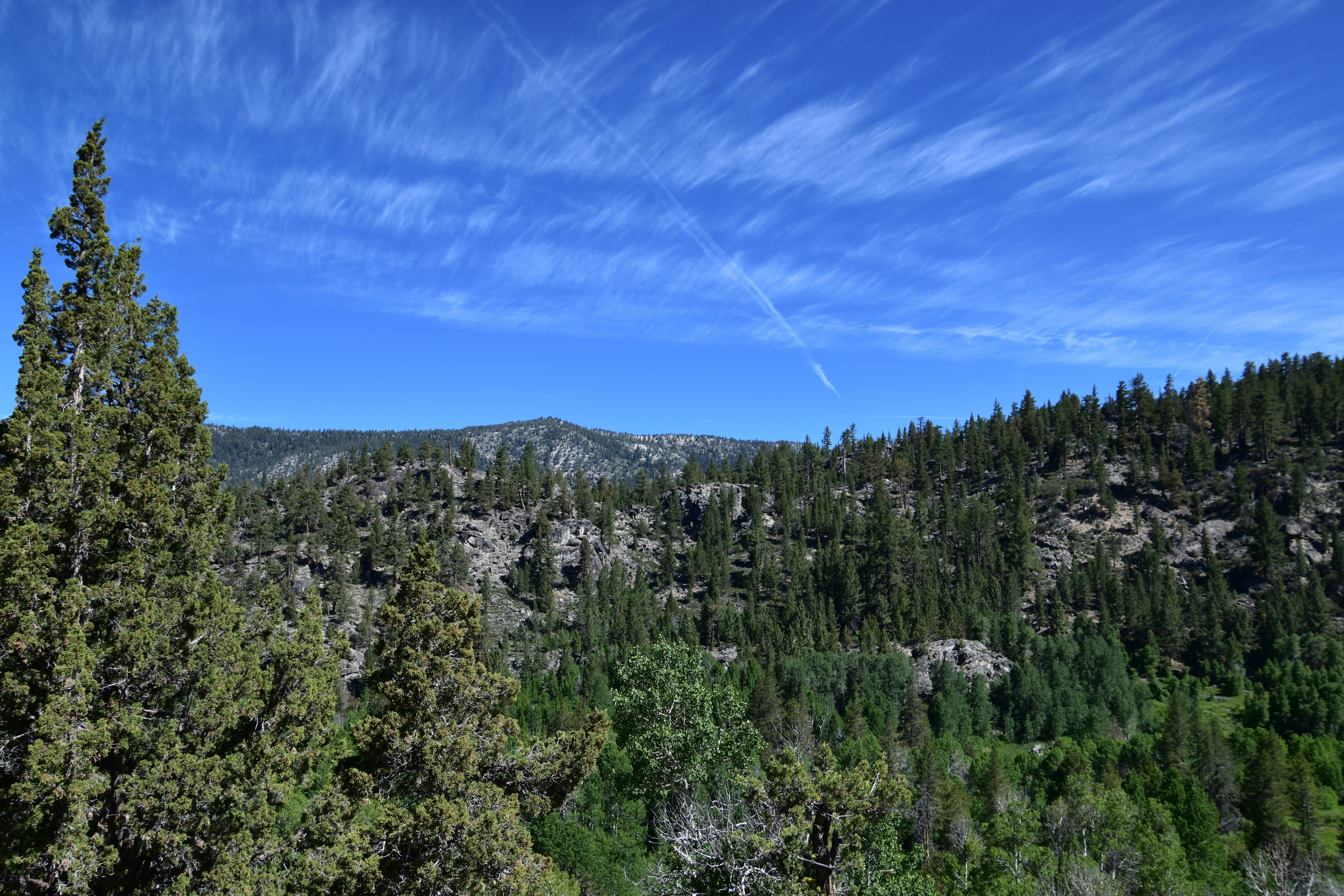 Green pine tree scenery photo – Free Blue Image on Unsplash