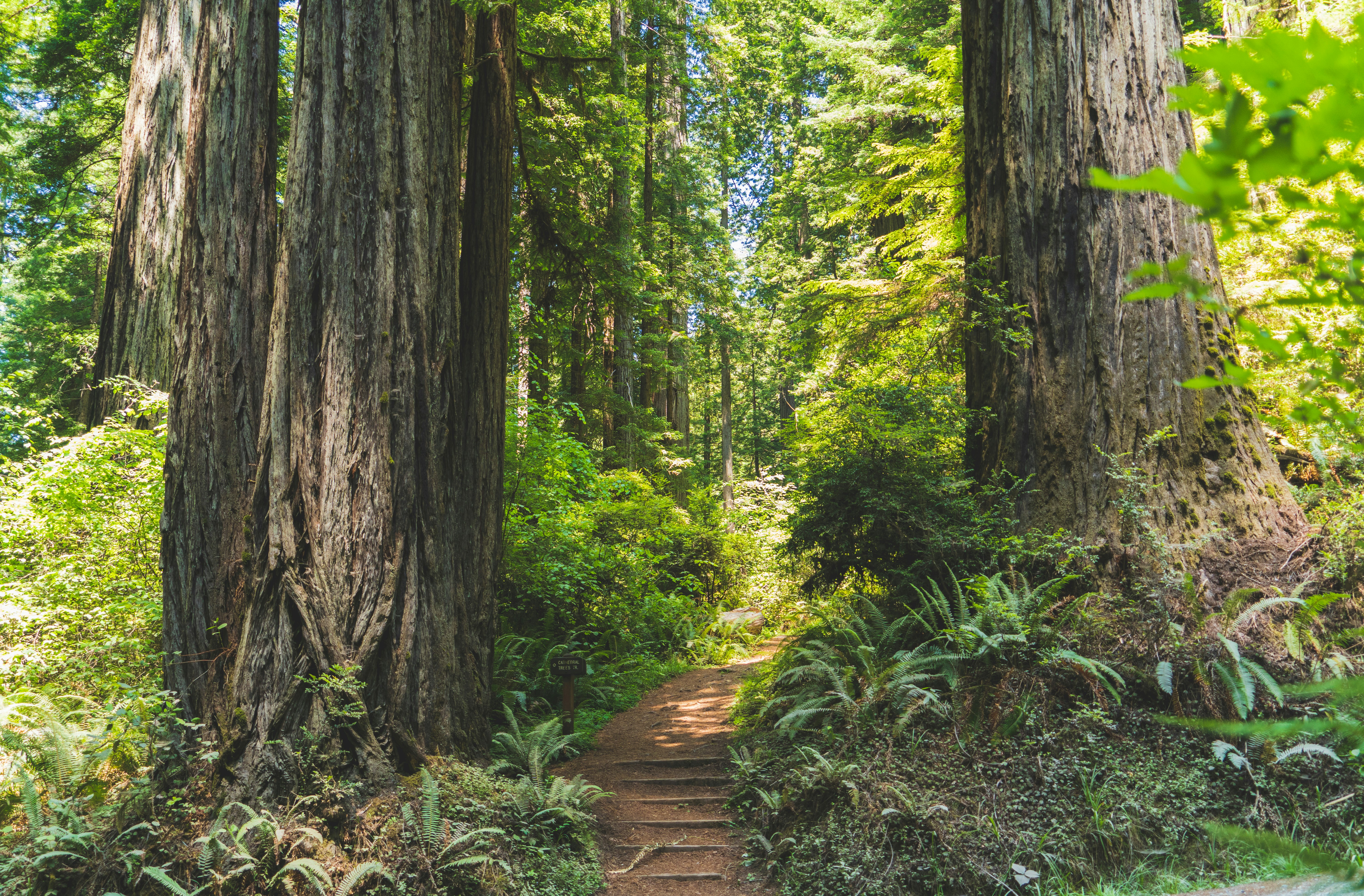 Forest pathways photo during daytime photo – Free Tree Image on Unsplash