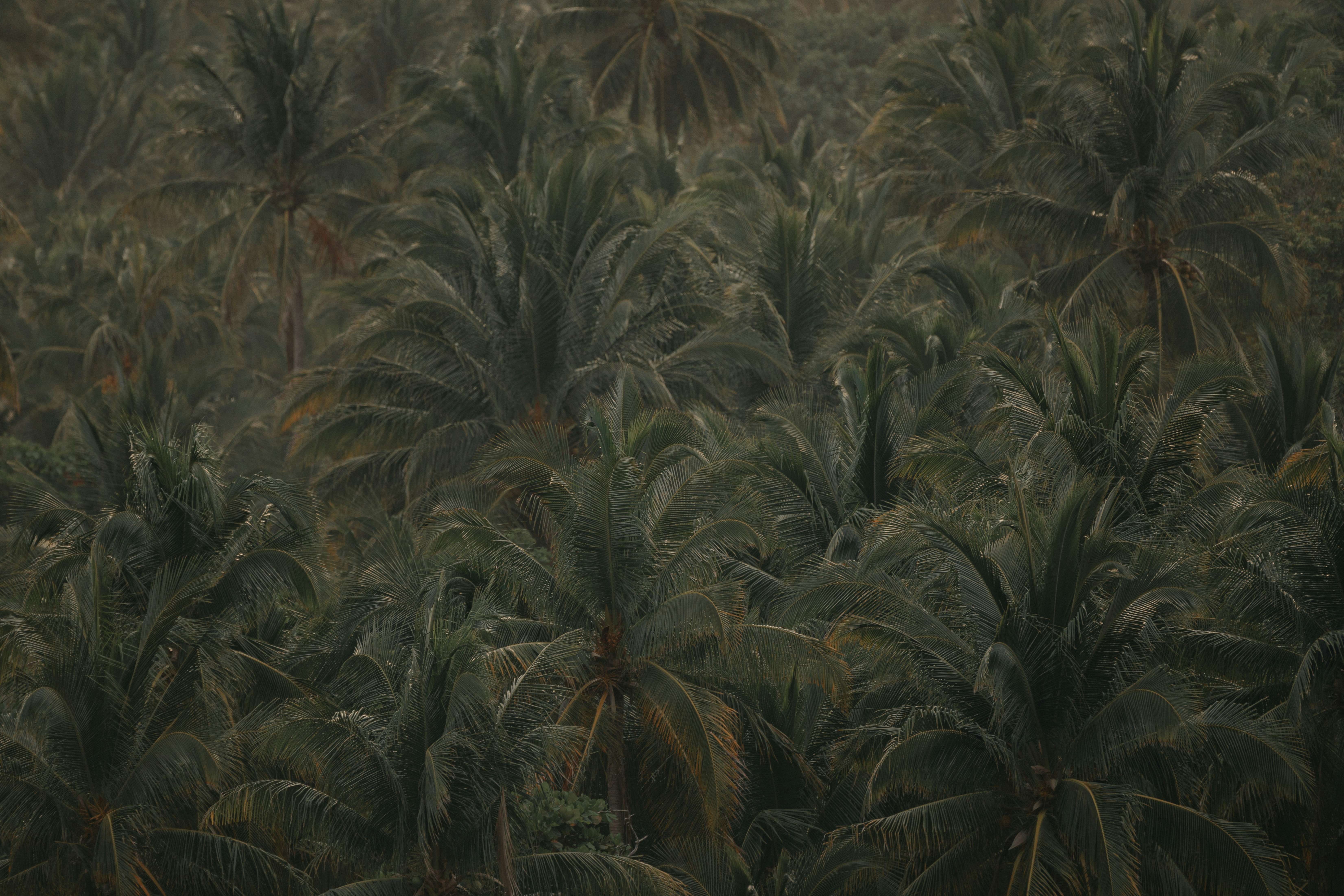 Canopy Constellation: An Aerial Tangle of Palm Fronds