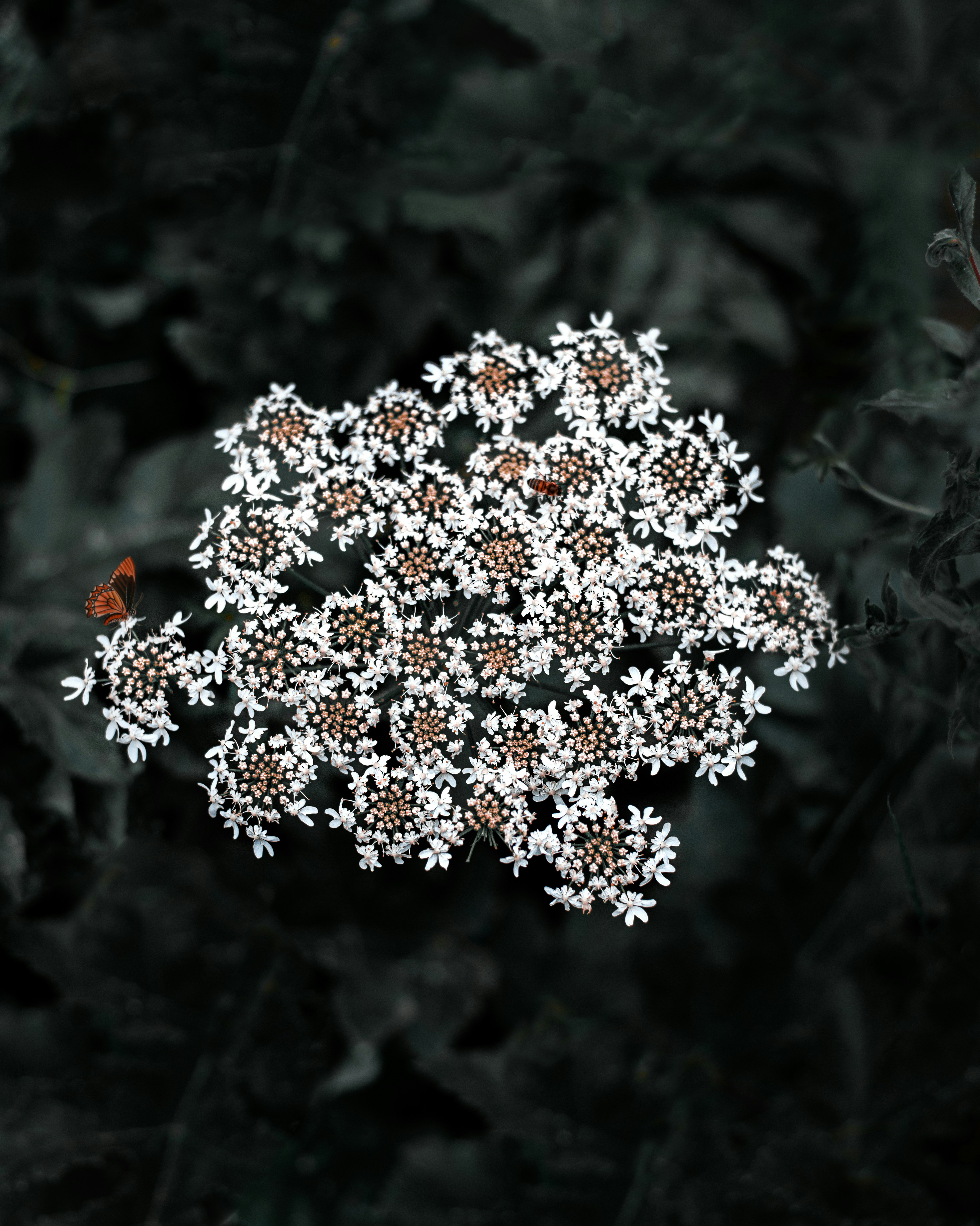 Moonlit White Bloom Cluster with an Orange Butterfly