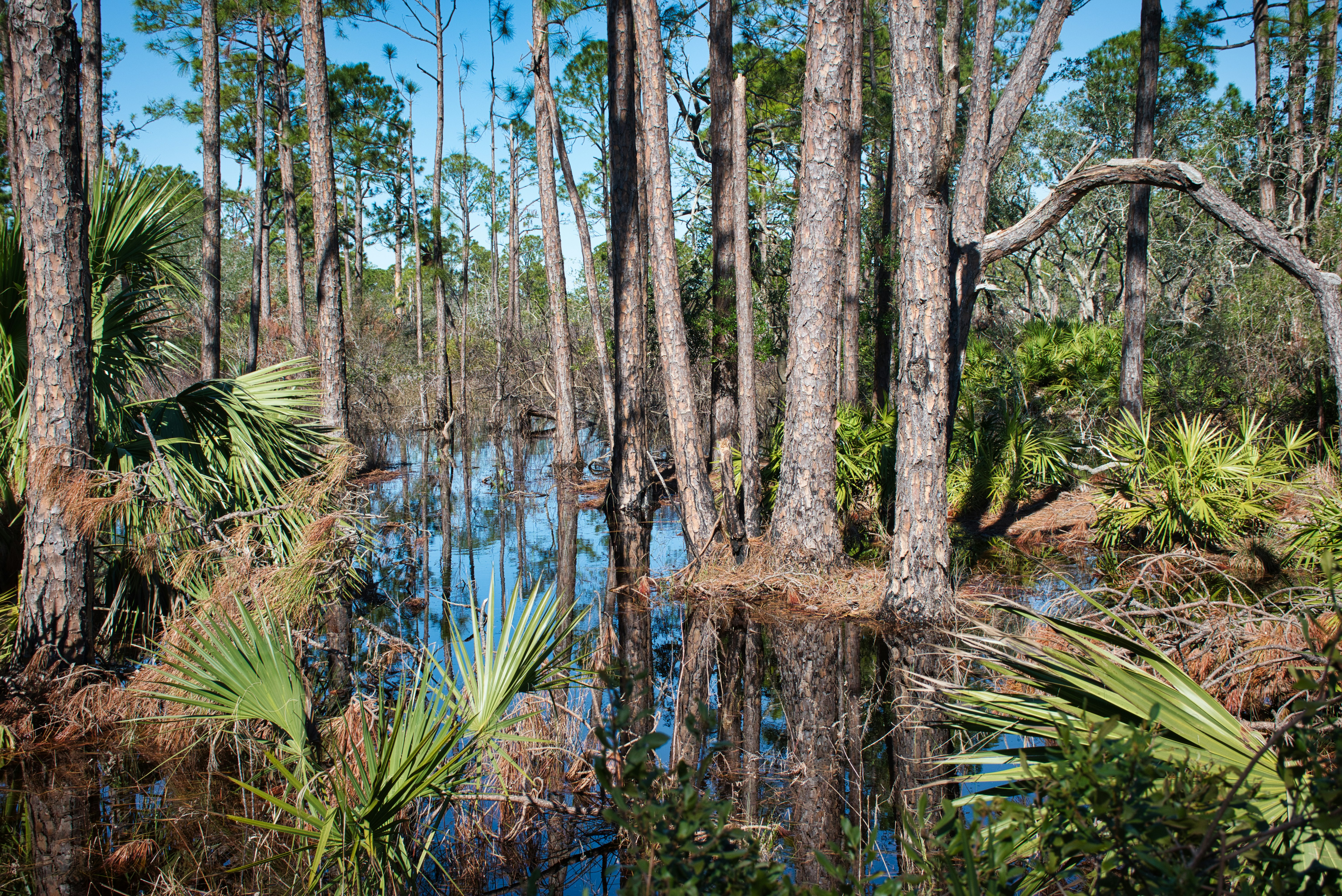 Body of water surrounded by trees photo – Free Water Image on Unsplash