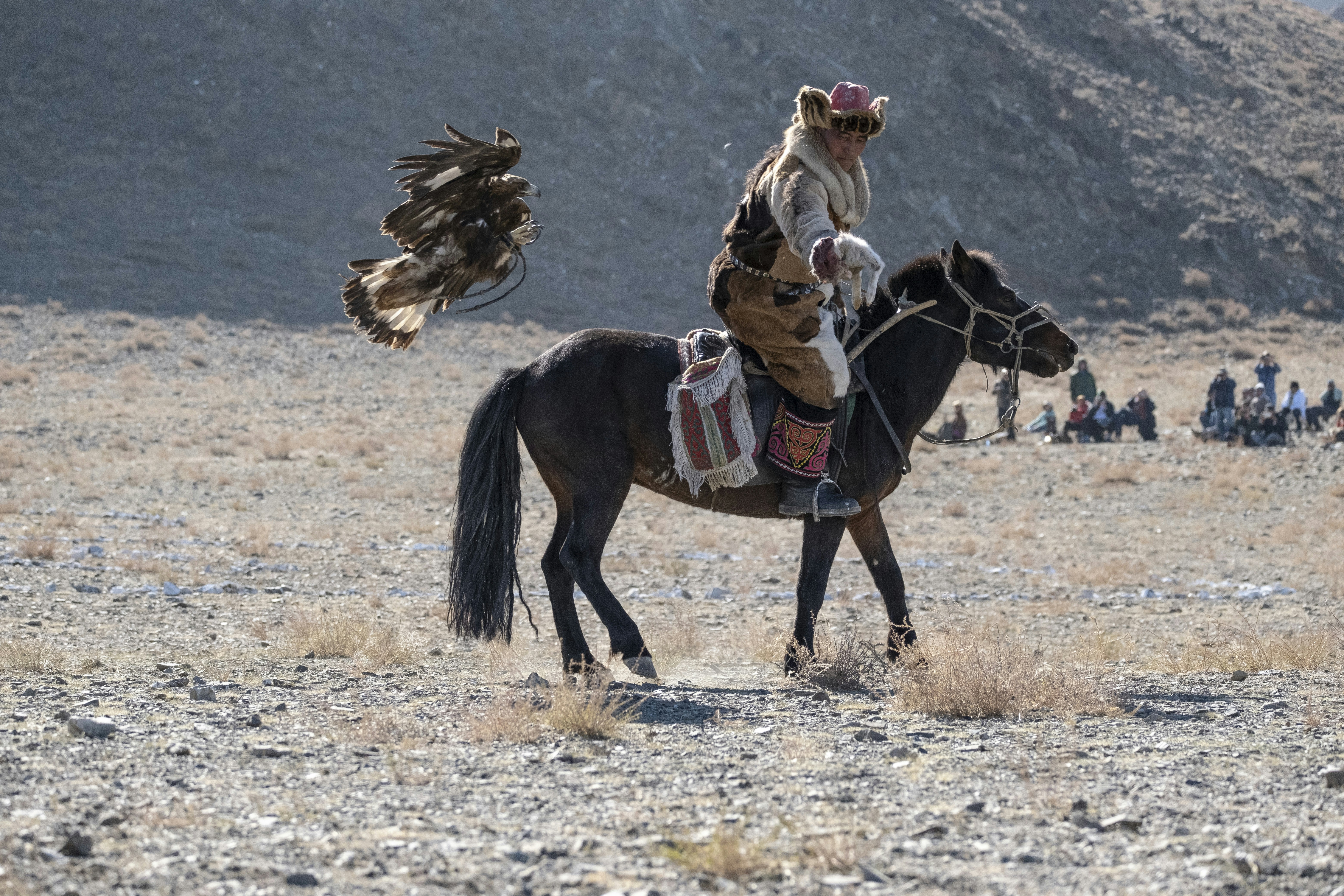 Desert Falconry: A Rider on Horseback and a Falcon in Free Flight