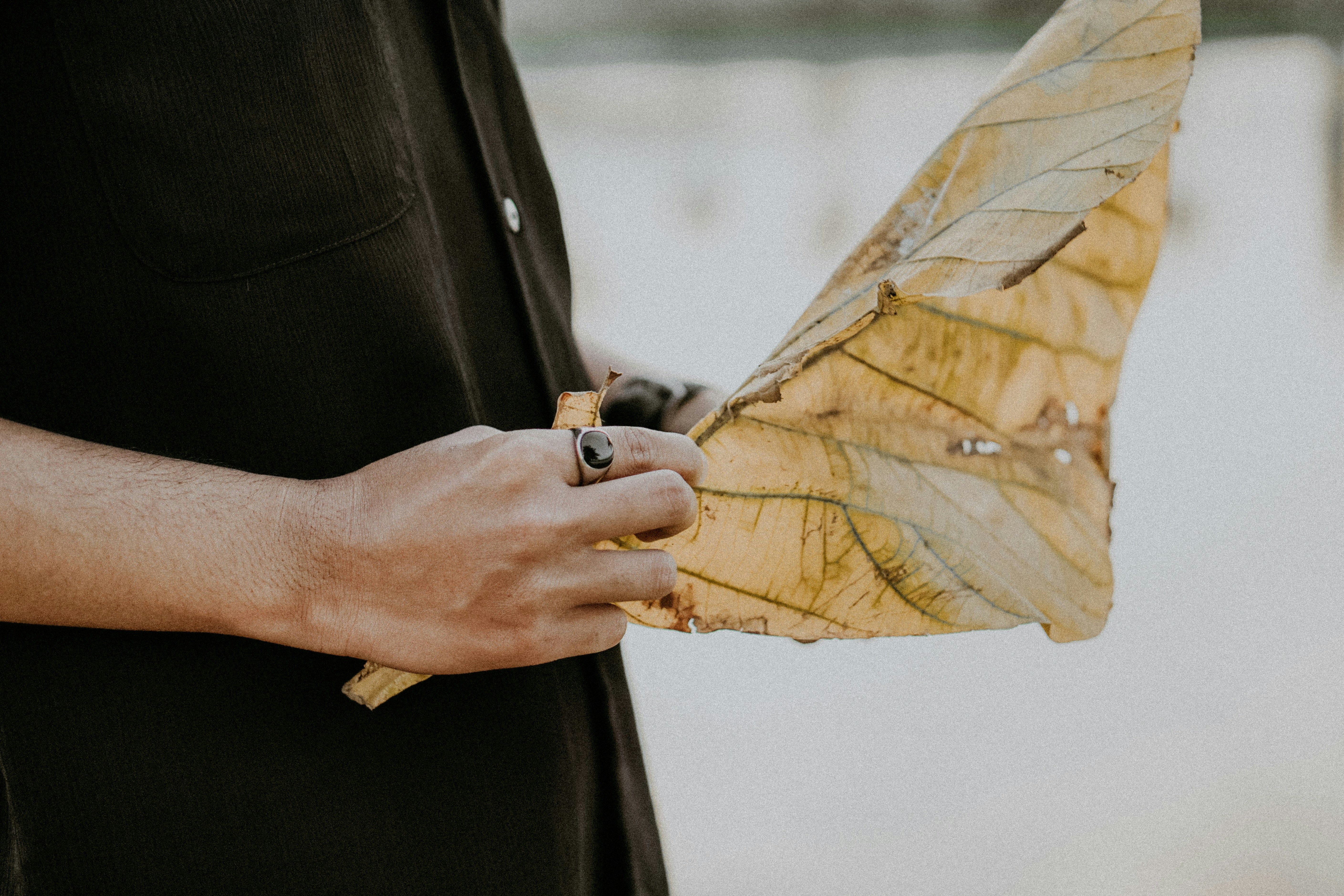 Person holding a large, dry brown leaf against a blurred outdoor background.