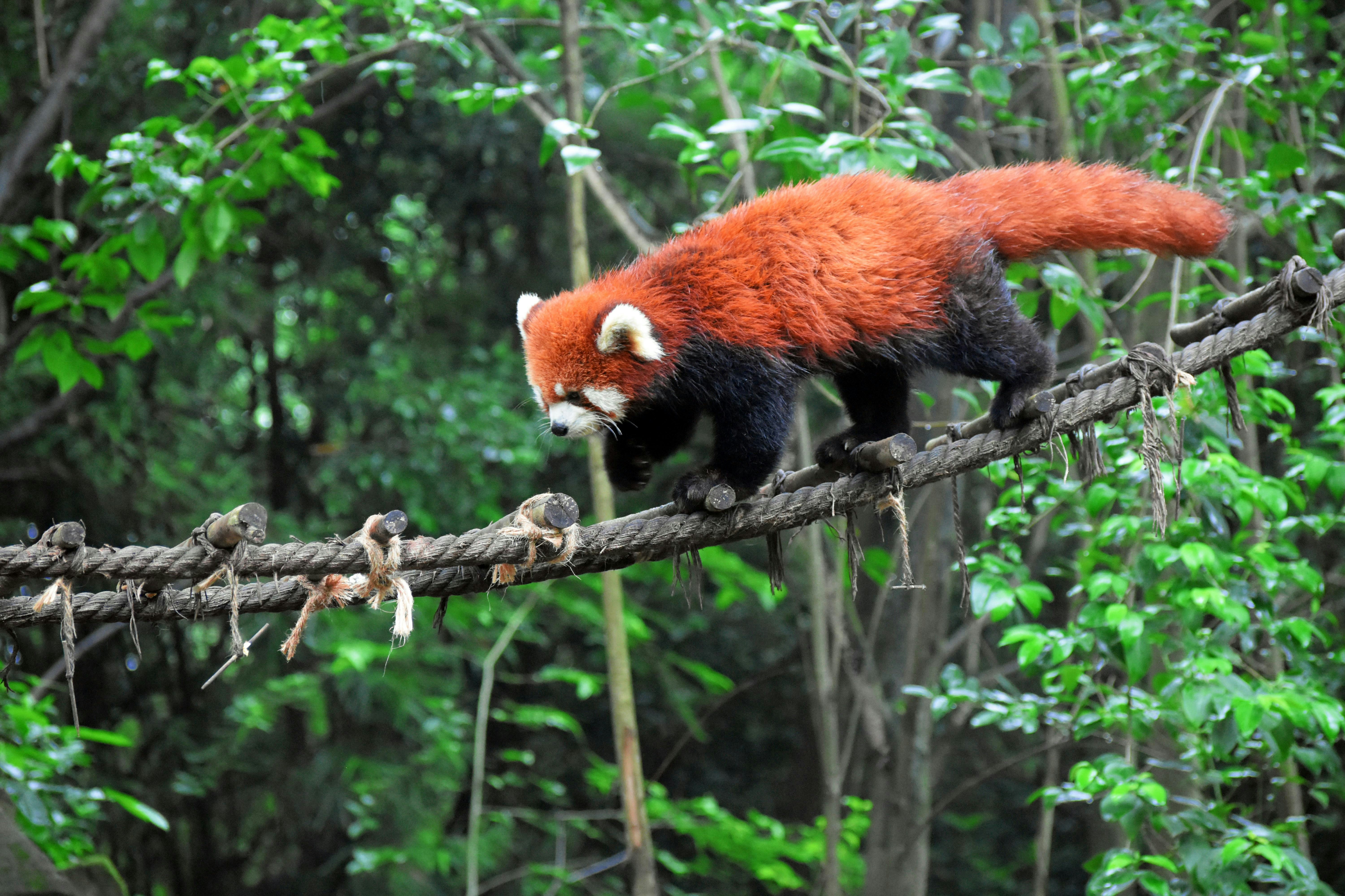 Brown and black animal walking on rope in forest photo – Free Cute ...