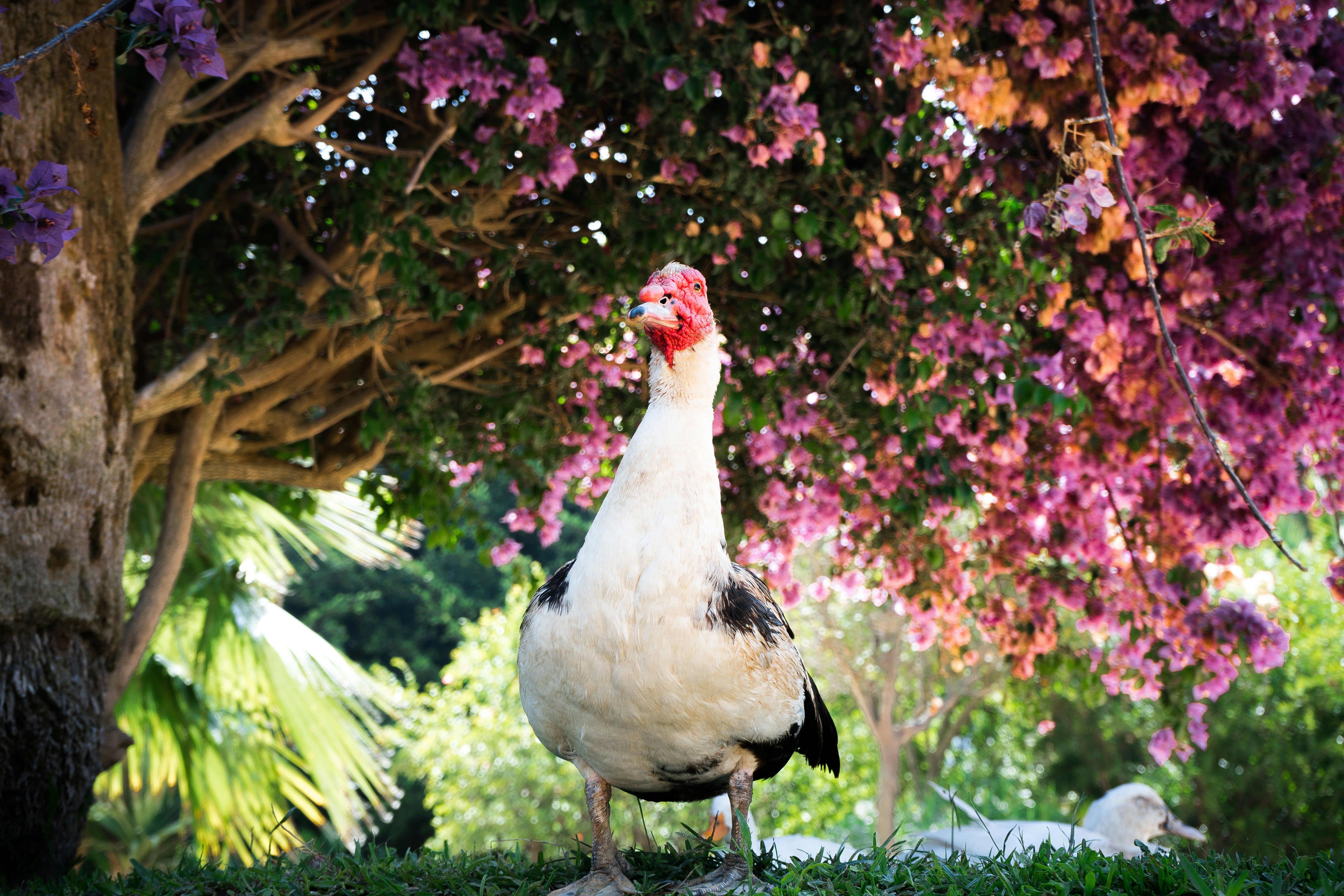 Sunlit Sentinel: A White Hen Under Vivid Bougainvillea