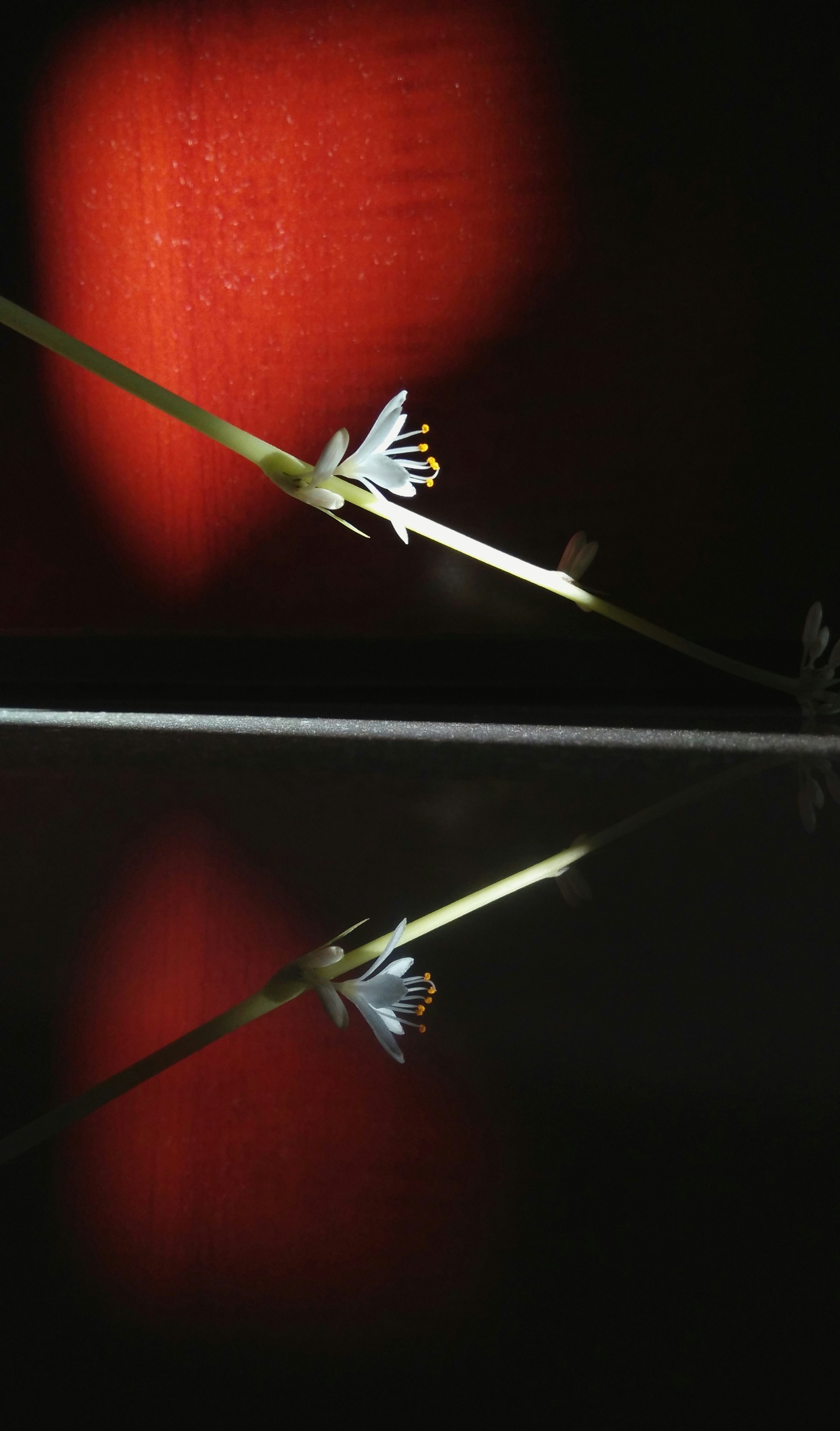 White Bloom on a Diagonal Stem Under a Crimson Halo
