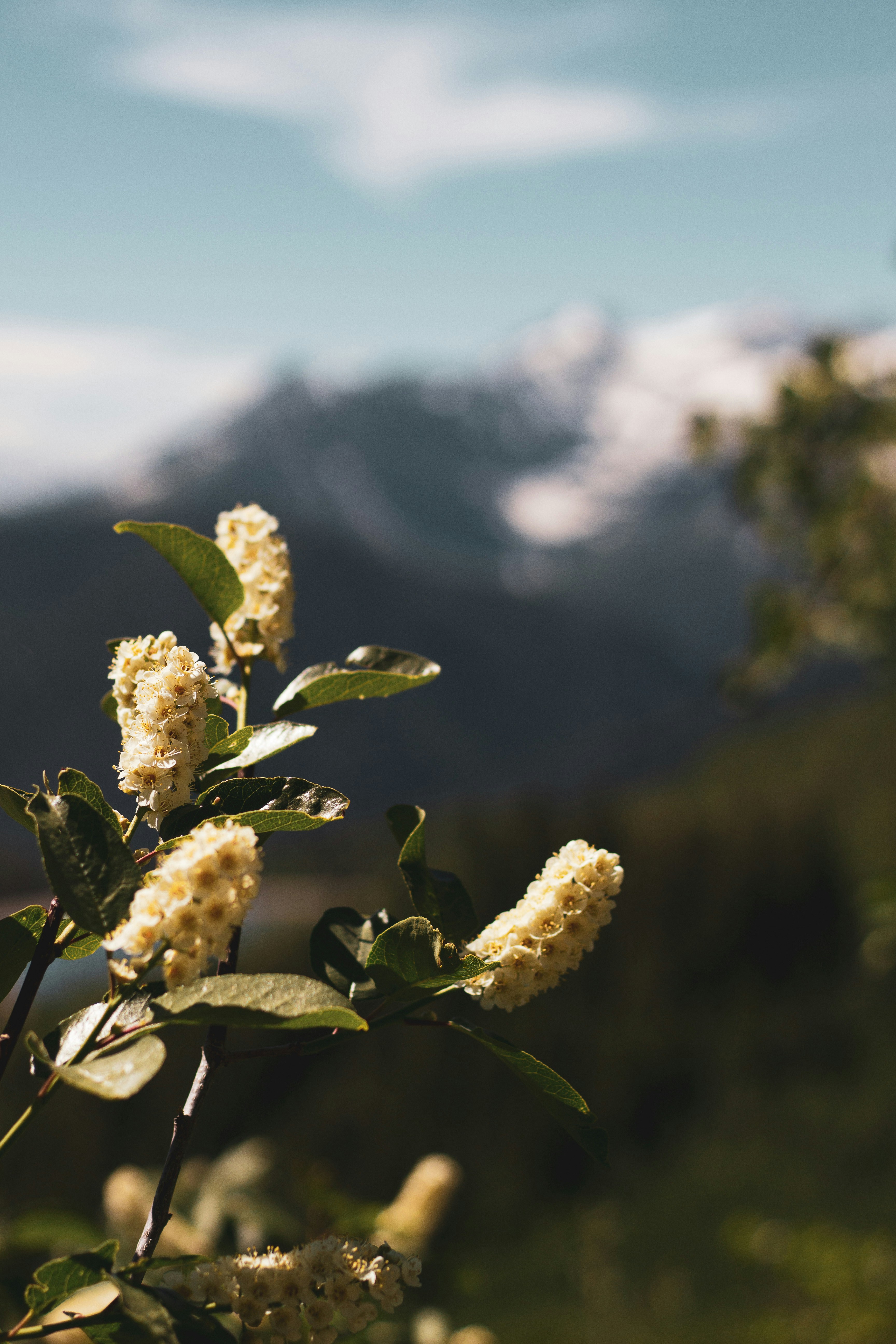 Snow-kissed Peaks Framing a Blooming foreground