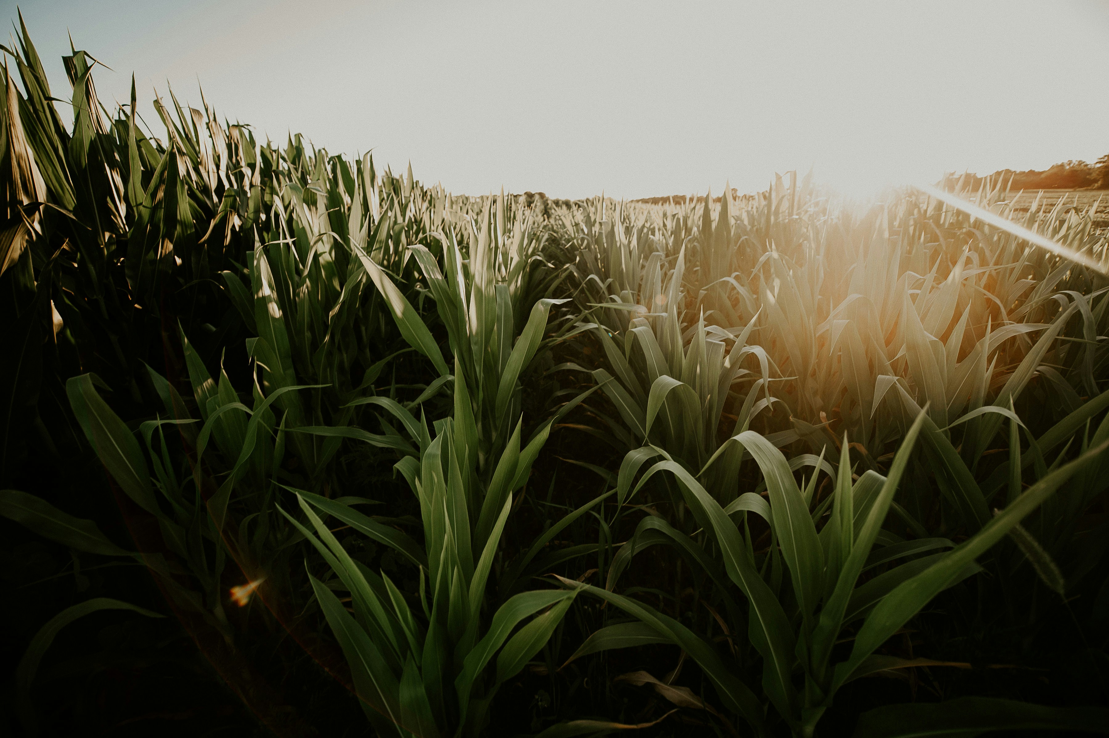 Sunlight filters through tall corn stalks, illuminating the lush green foliage and casting soft shadows in the field.
