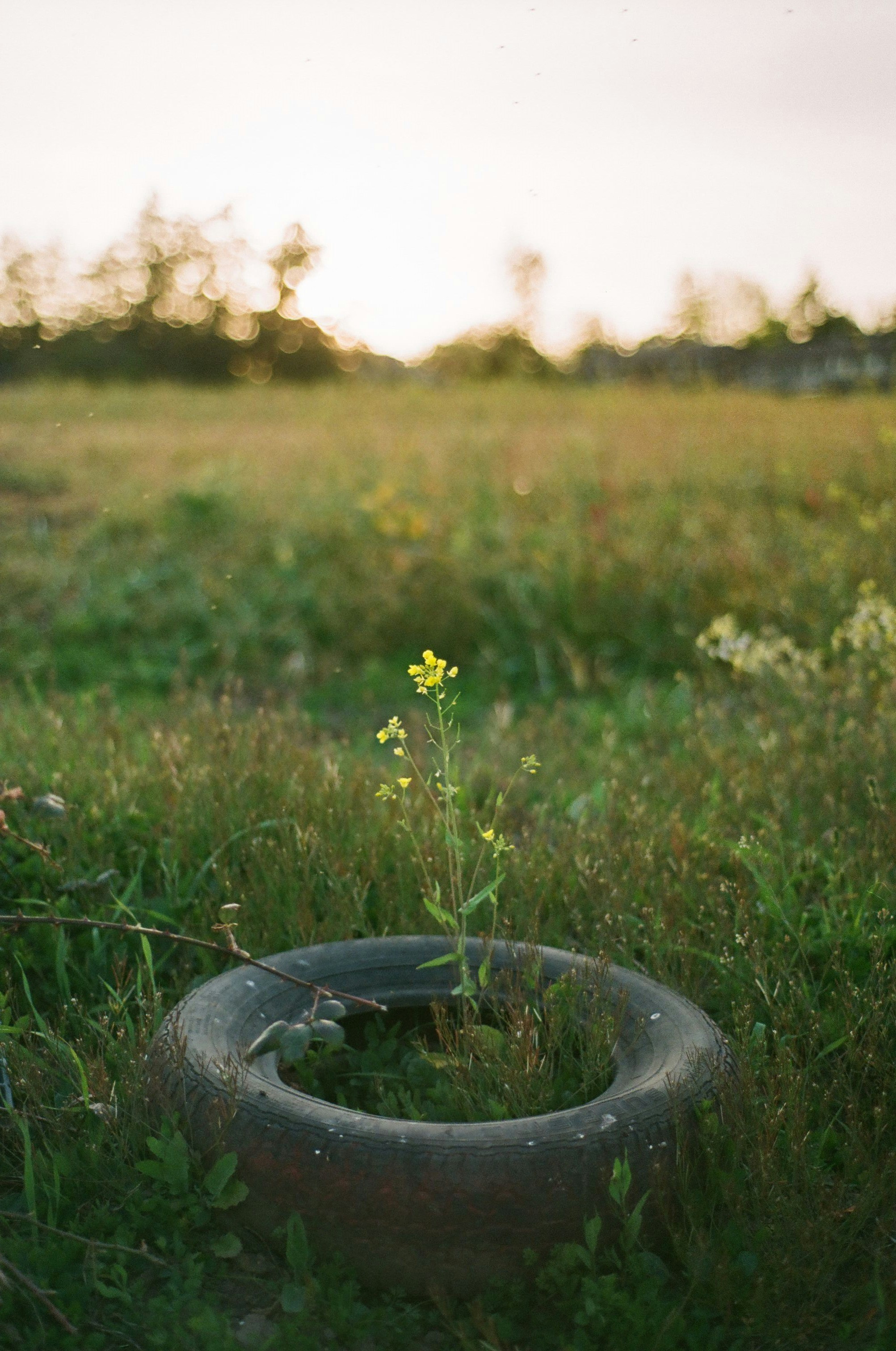 Golden Hour Bloom: A Wildflower Reclaims an Old Tire