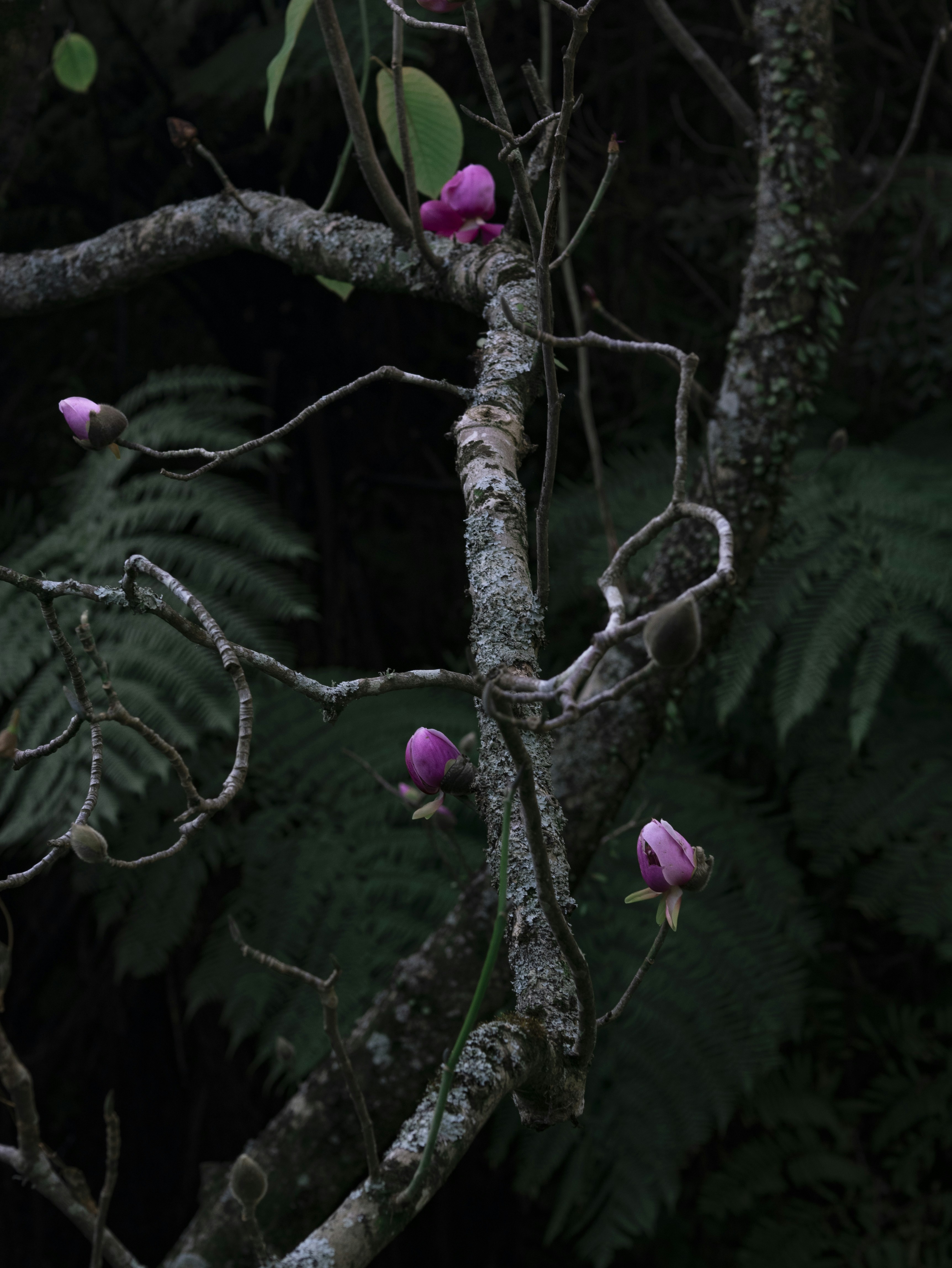 Close-up photograph of pink magnolia buds clinging to a mossy, lichen-covered branch in dim forest undergrowth.