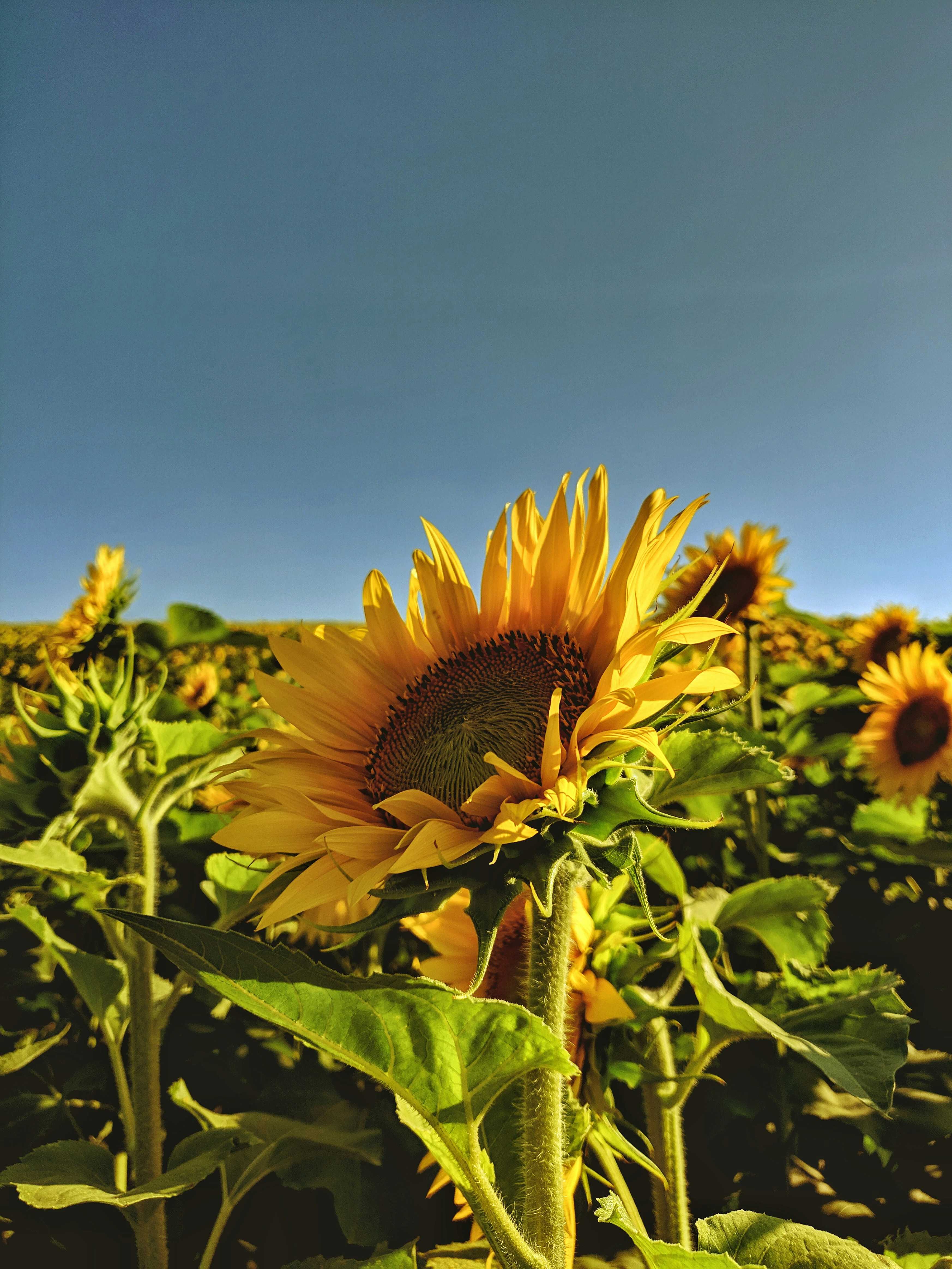 A vibrant sunflower stands tall amidst a field of blooming sunflowers, showcasing its intricate petals and textured center against a clear blue sky.