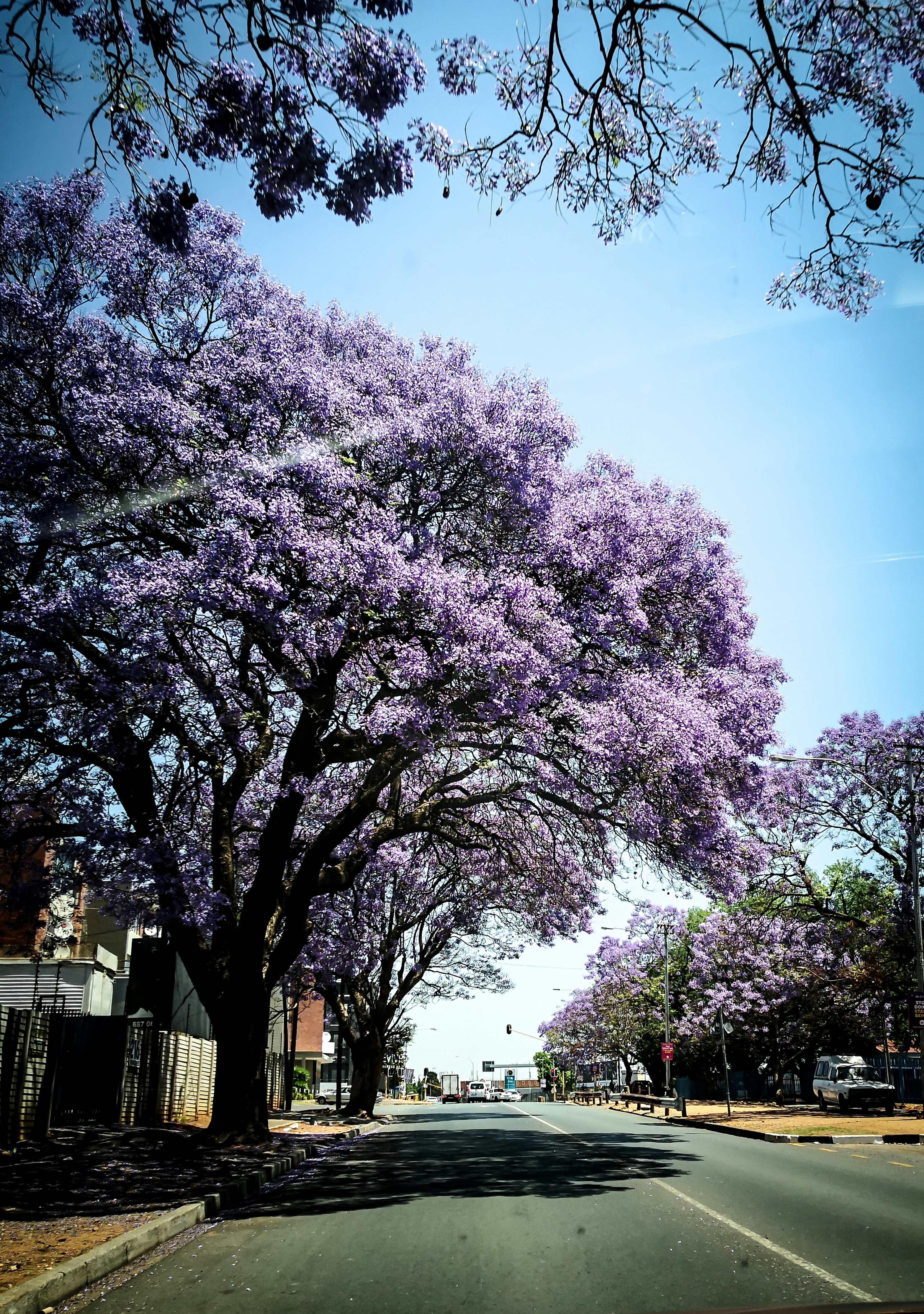 Purple-leafed trees photo – Free Grey Image on Unsplash