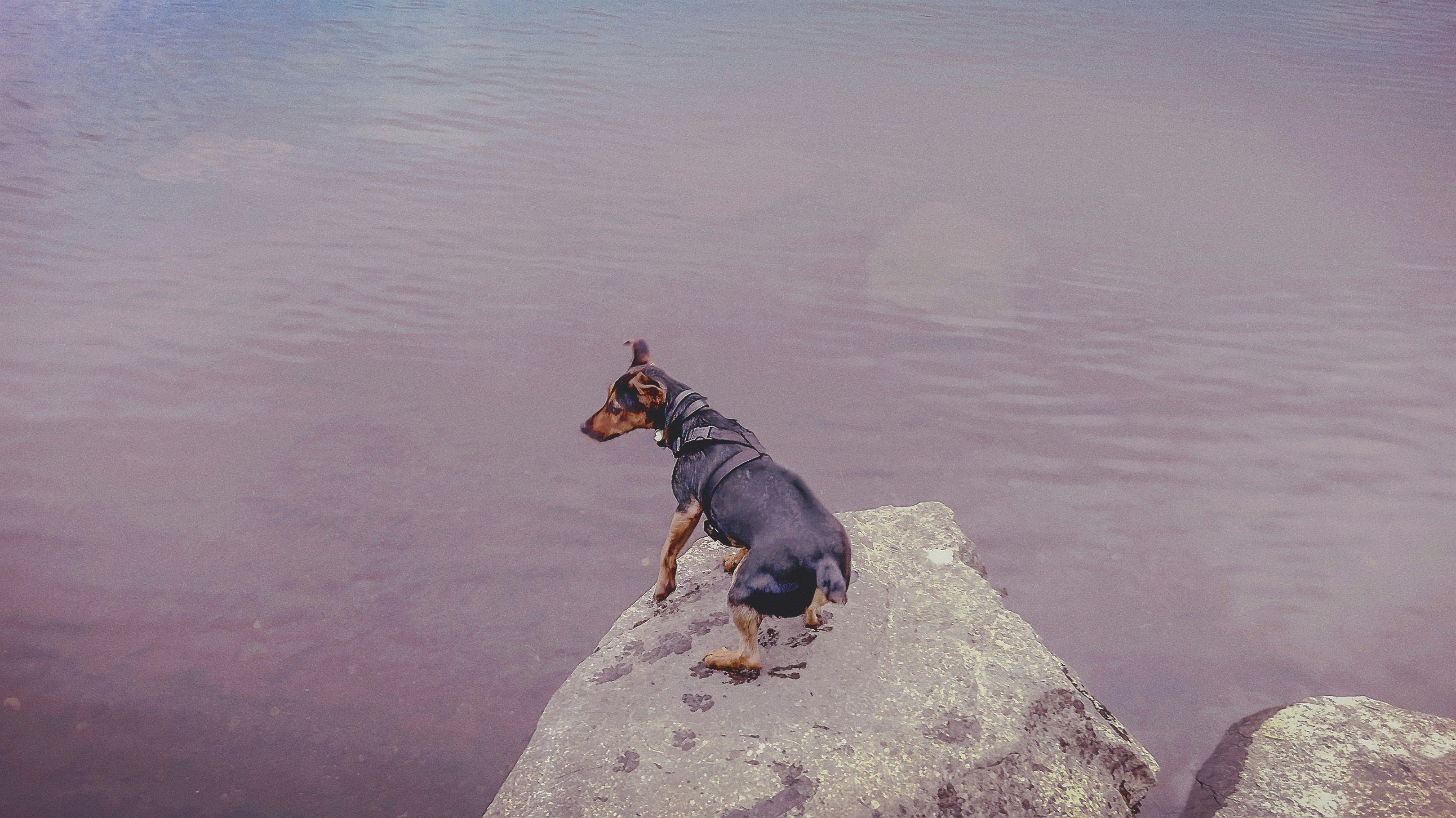 Cliff diving for Heidi Monsters