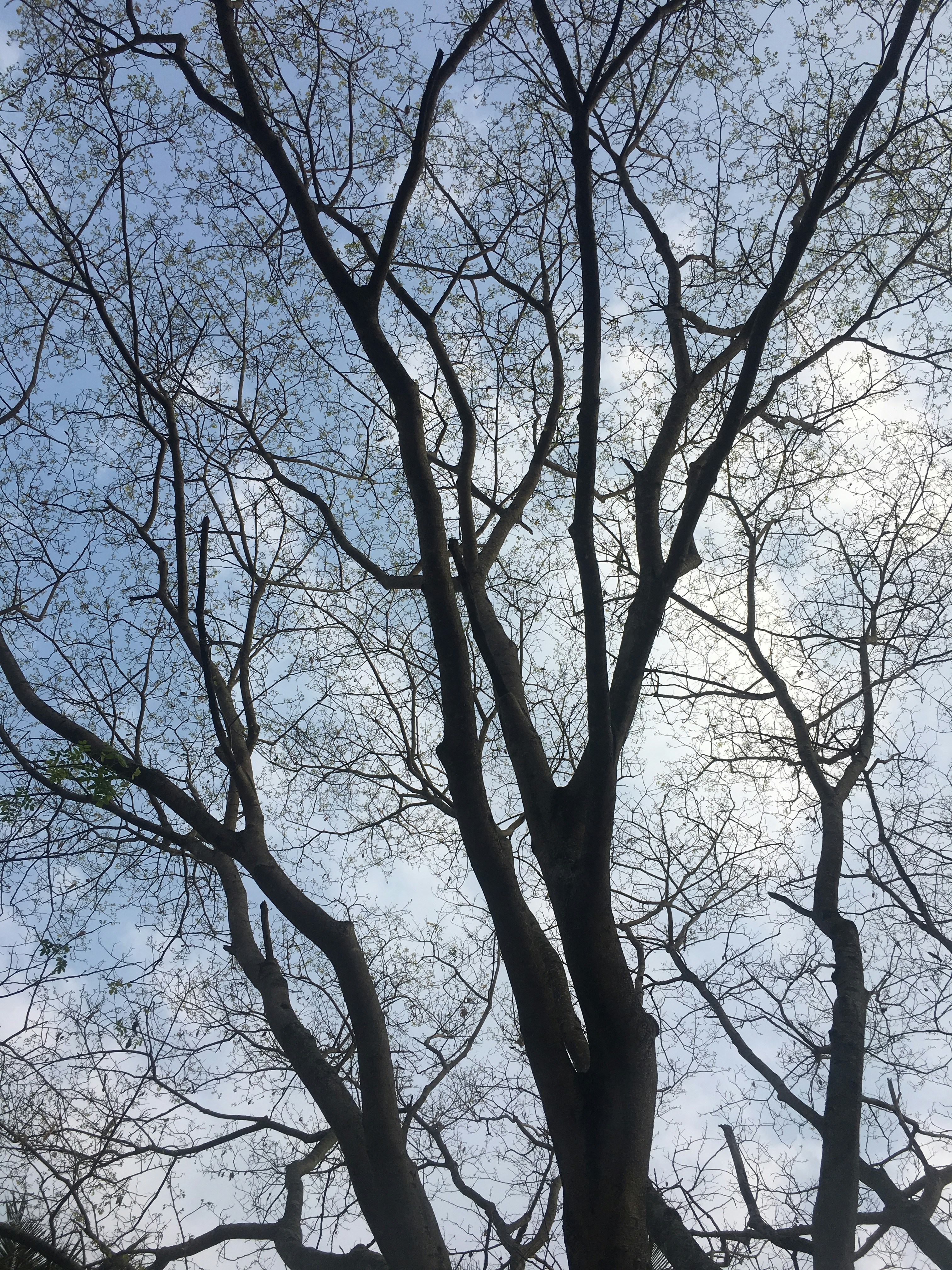 Trees | 3 best free tree, vegetation, plant and outdoor photos on Unsplash
