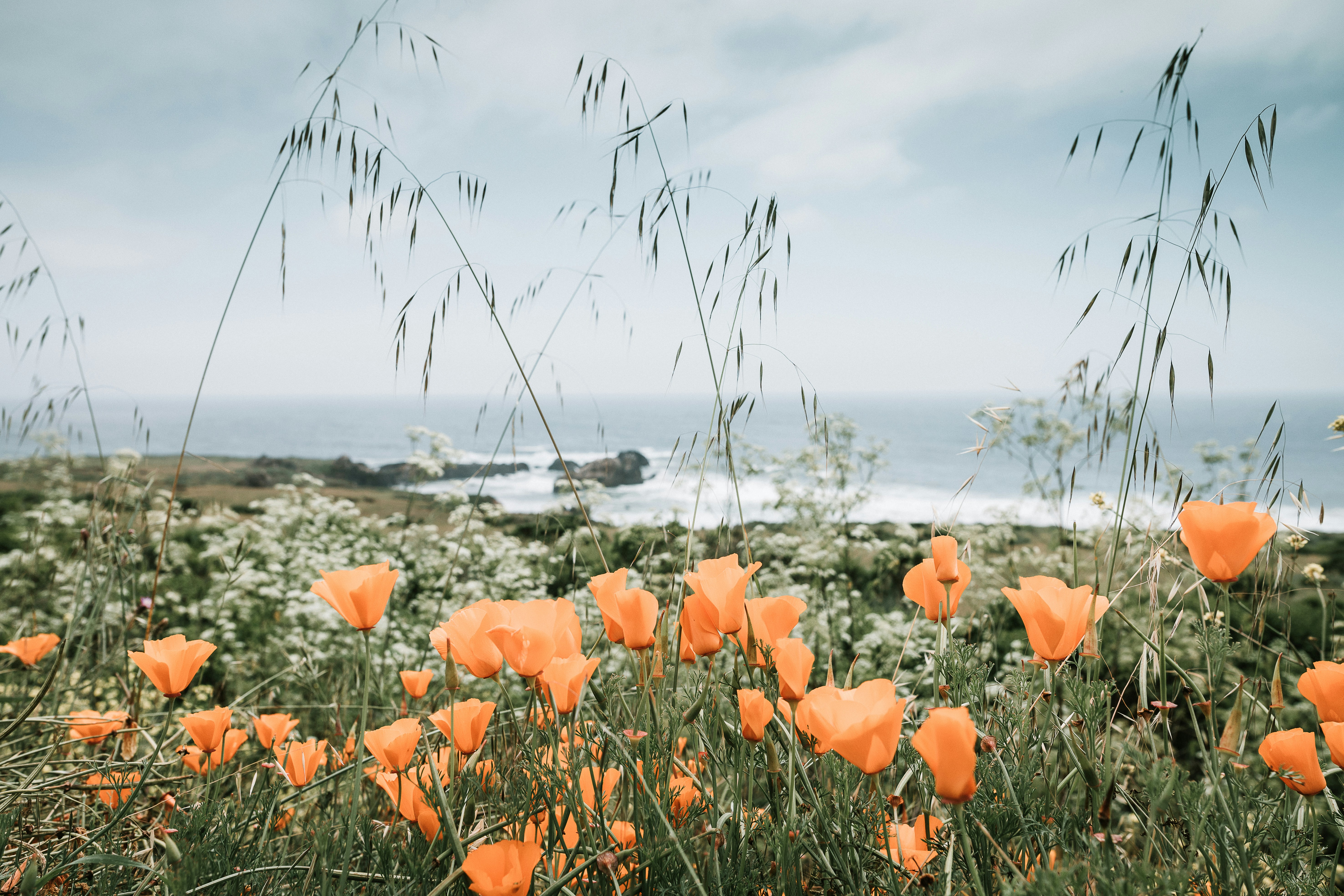 yellow flower field on seashore under white sky
