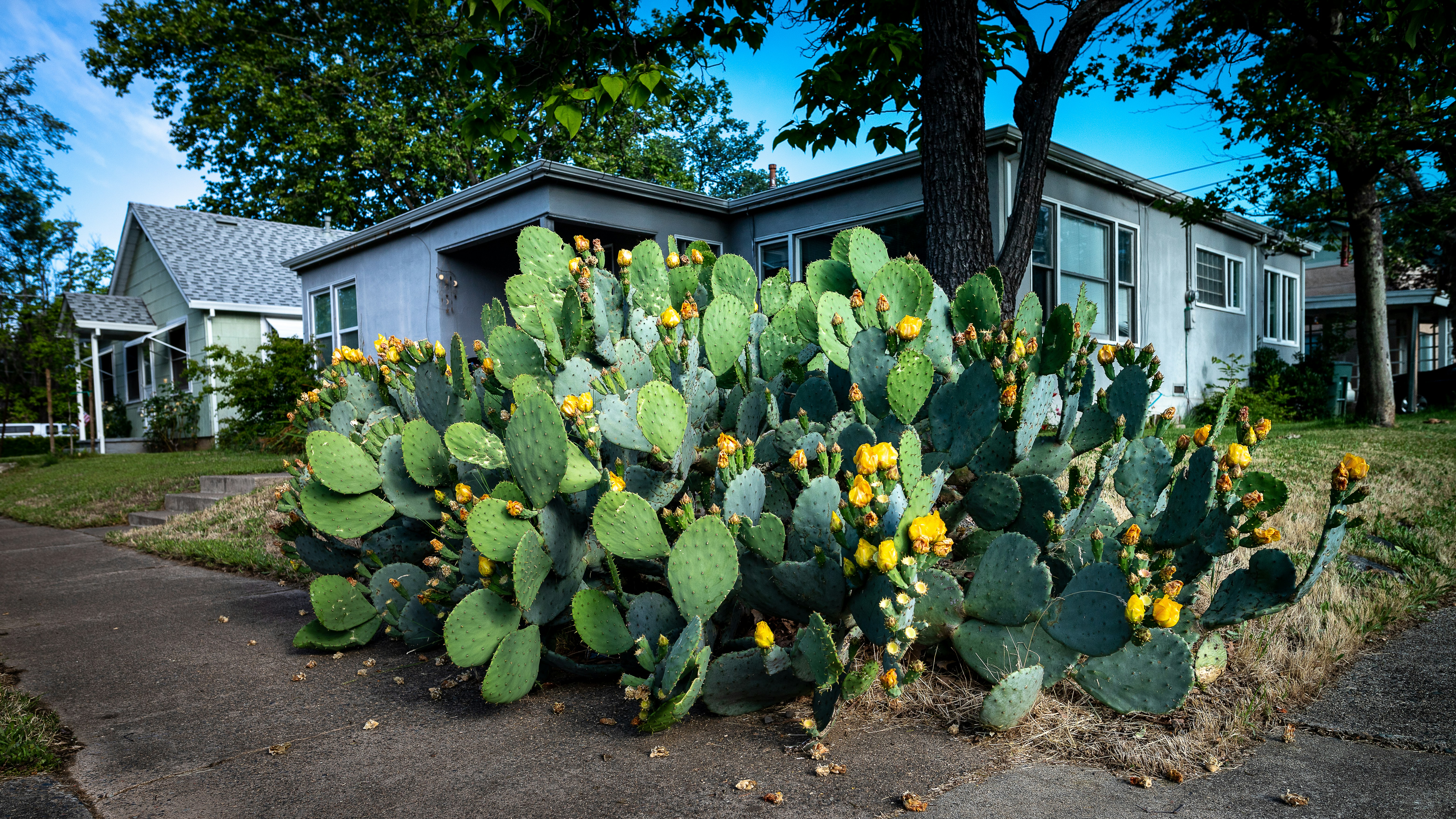 Sunny Prickly Pear in Bloom Over a Quiet Suburban Front Yard