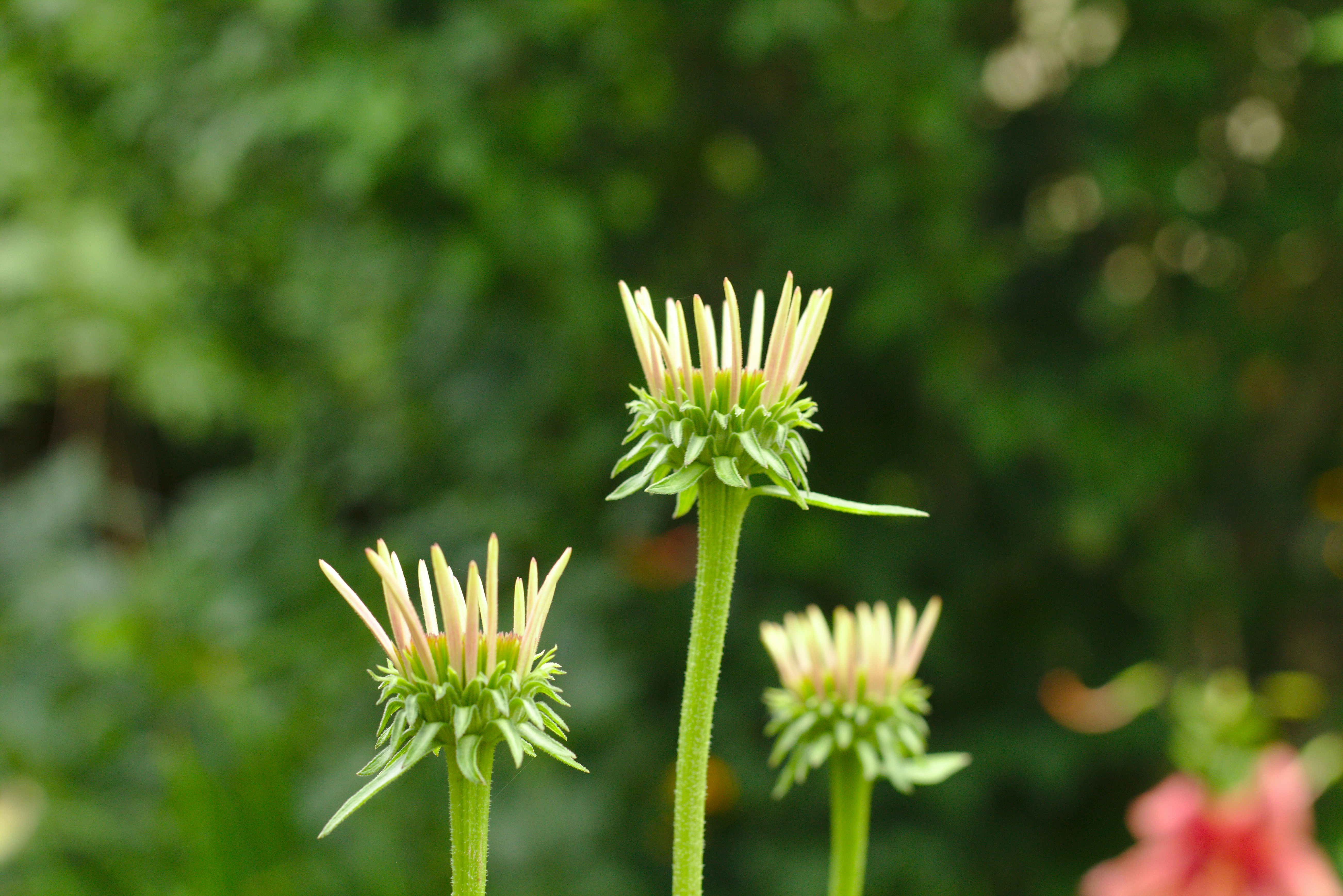 Three Green-tipped Spires Against a Soft-Green Garden Backdrop