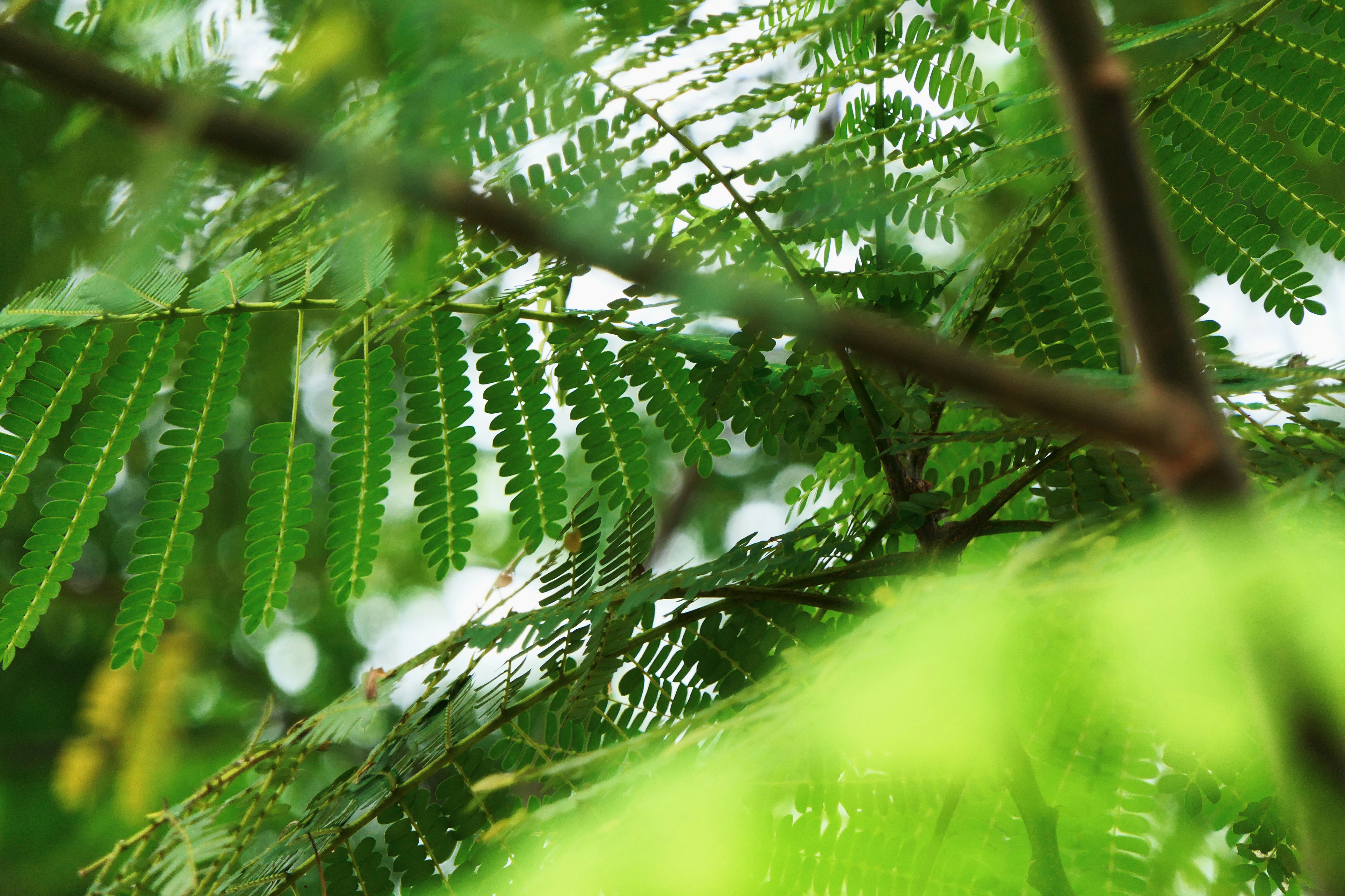 Vibrant green fern-like leaves with detailed textures and layered branches.