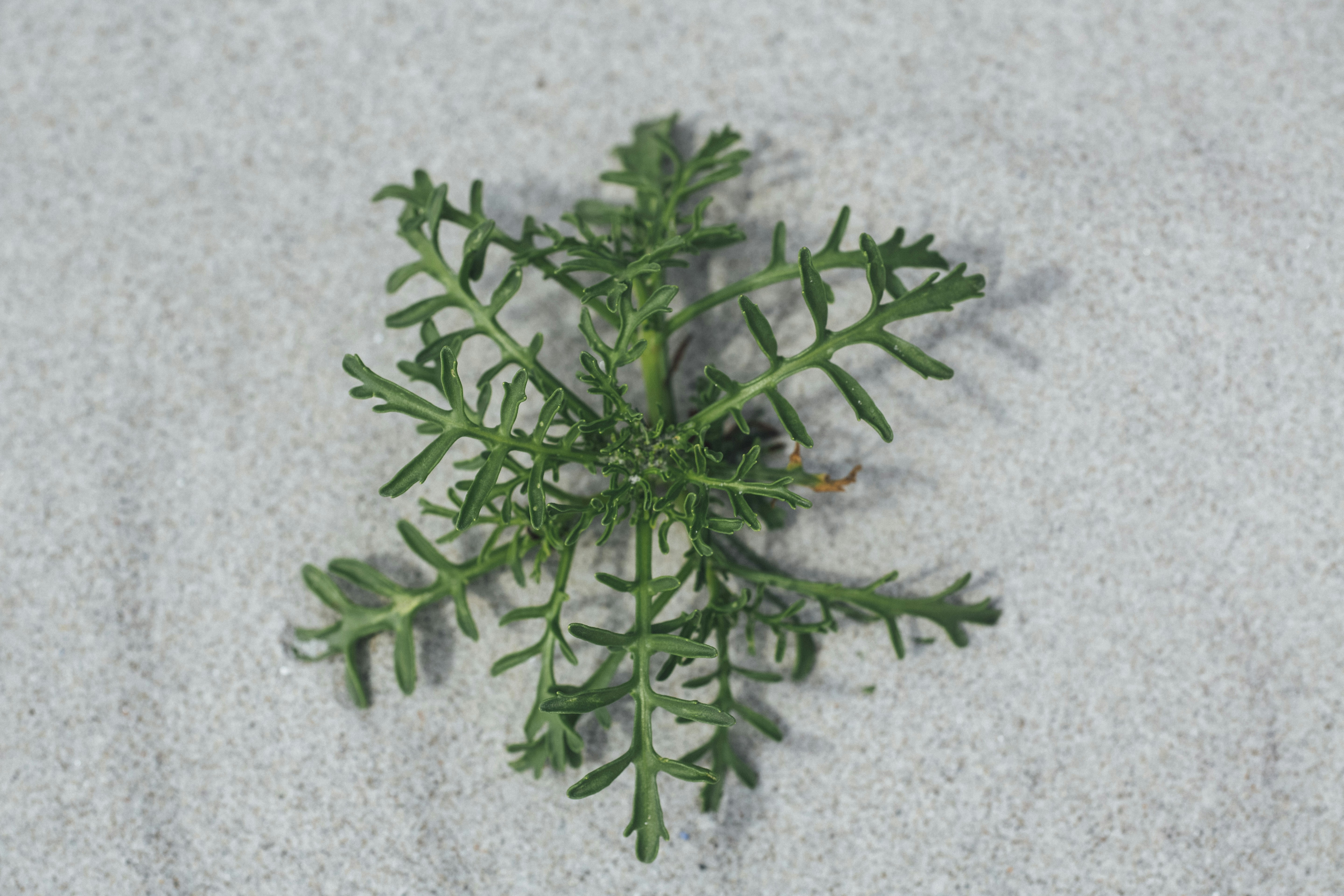 Delicate green plant with intricate leaf structure against a sandy background. The unique formation highlights the beauty of natural patterns.