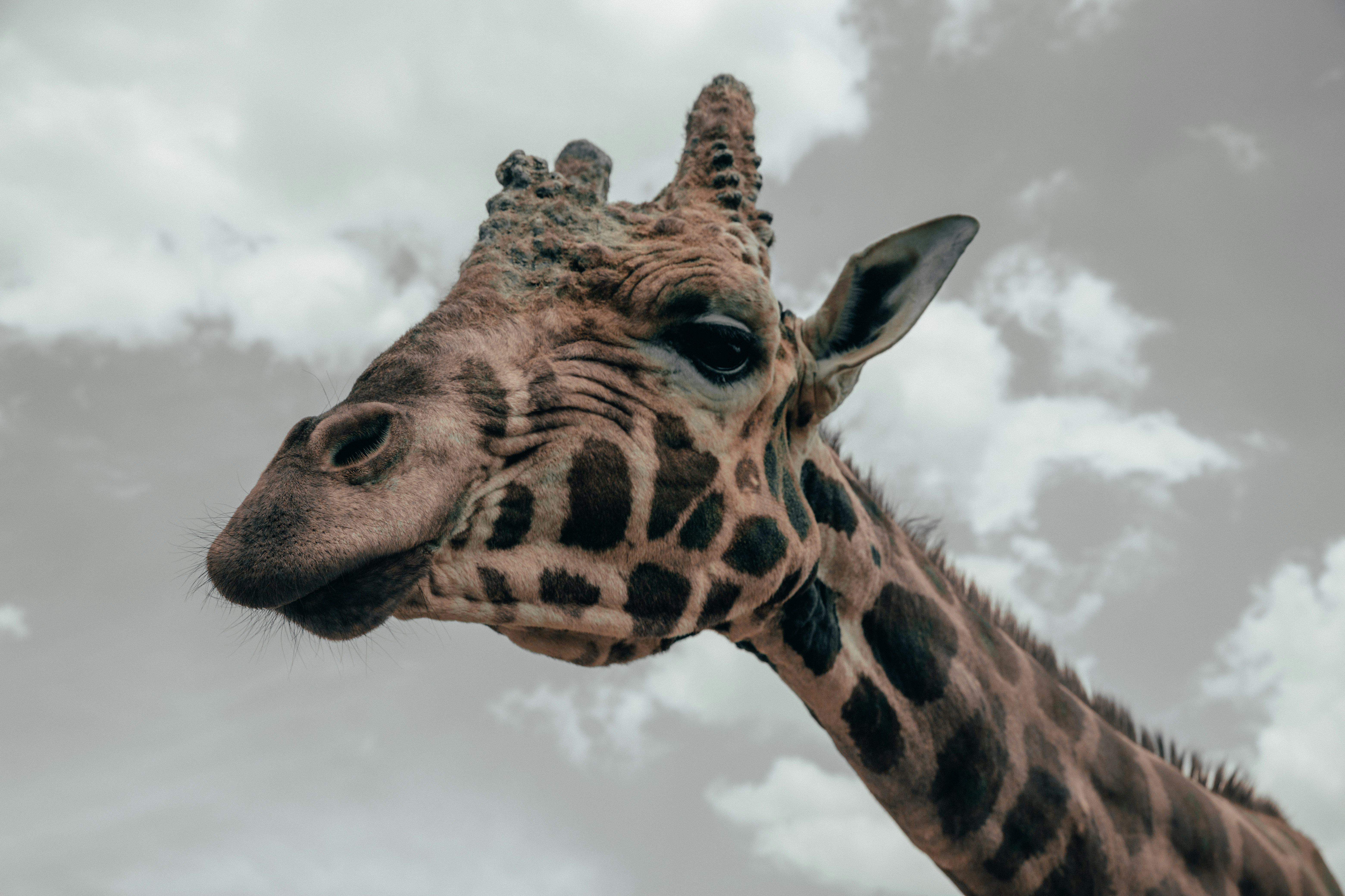 Giraffe on the Horizon: A Curious Giraffe Portrait Against Cloudy Skies