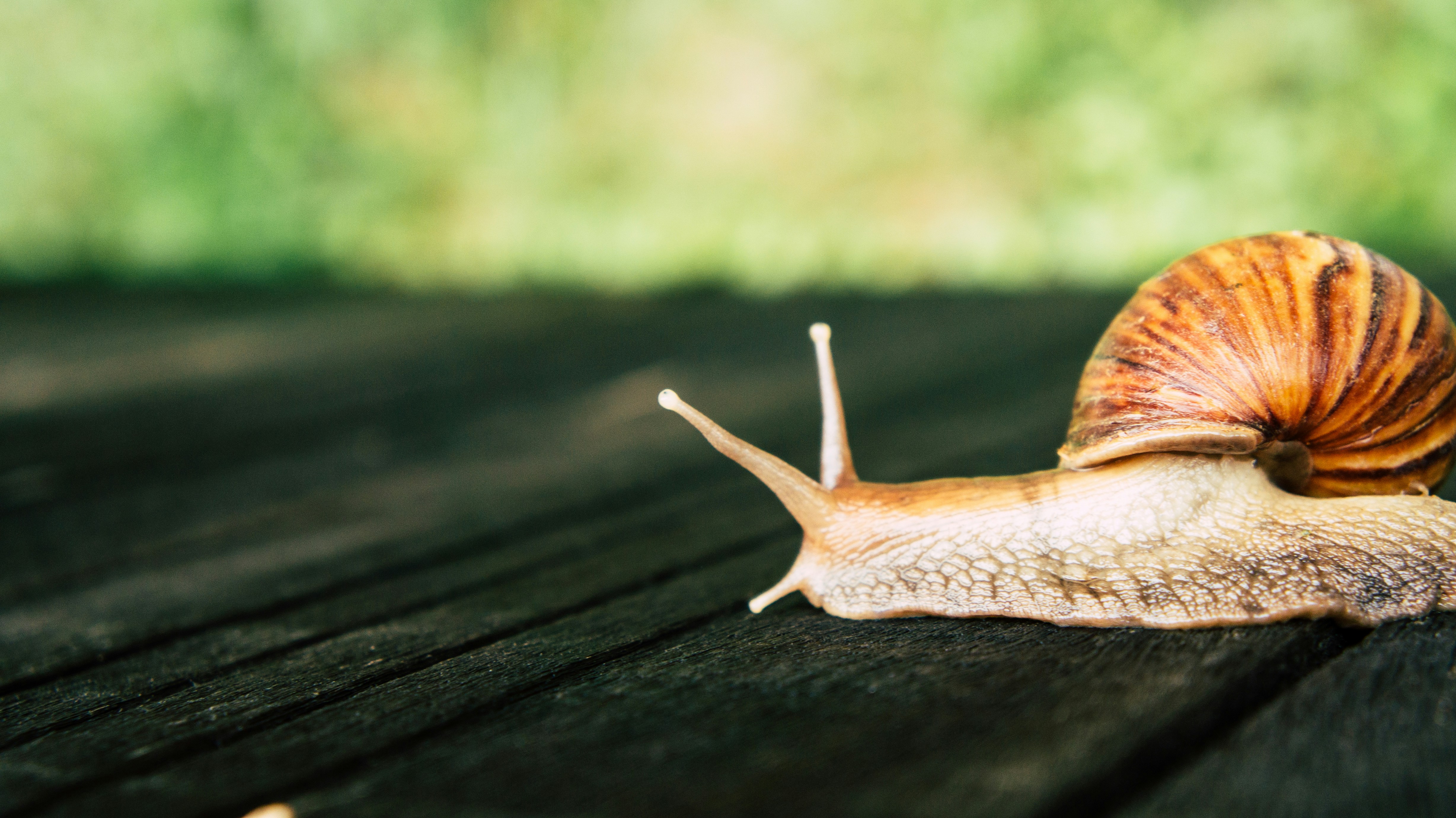 brown snail