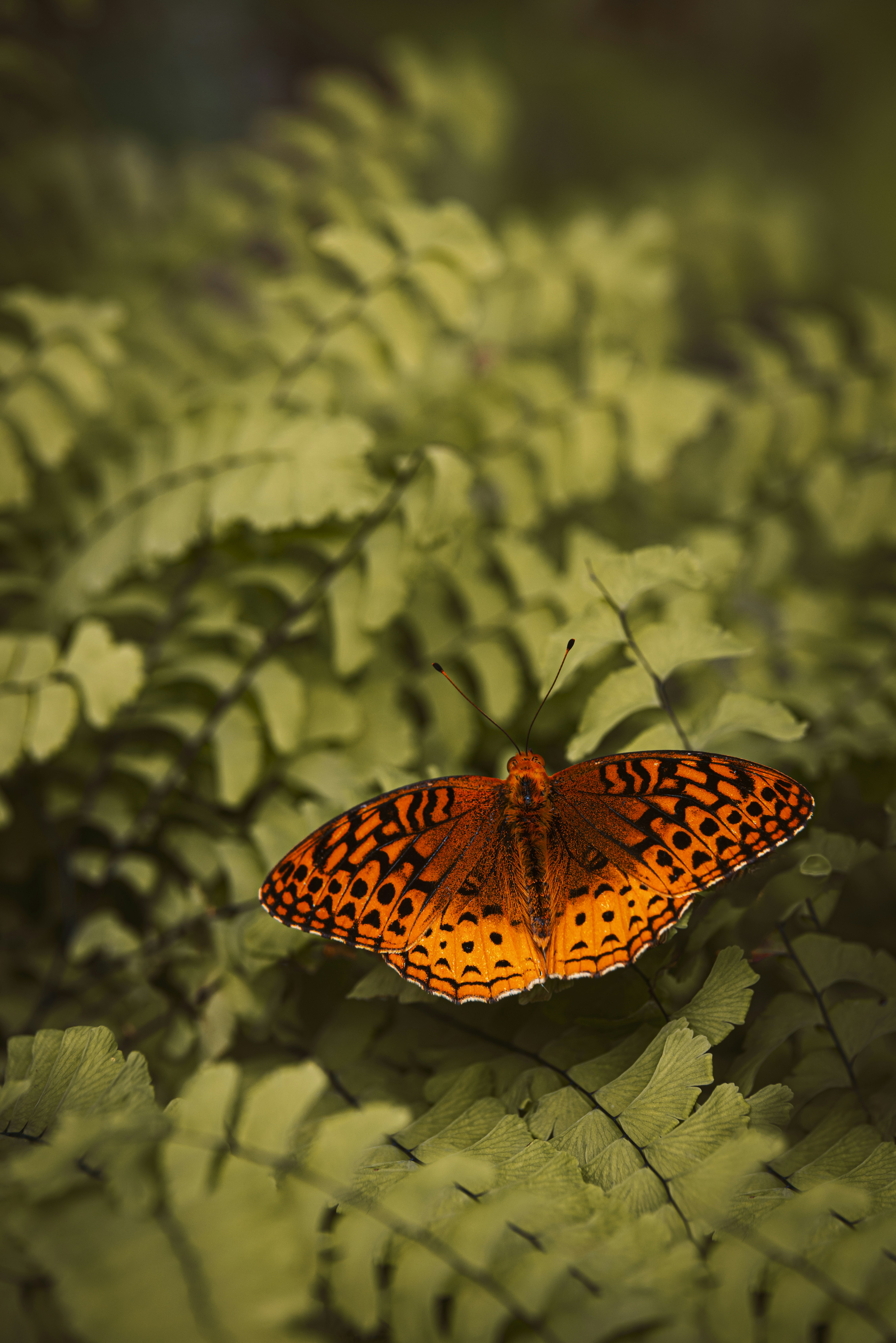A vibrant orange butterfly resting on lush green ferns, showcasing the beauty of natural symbiosis.