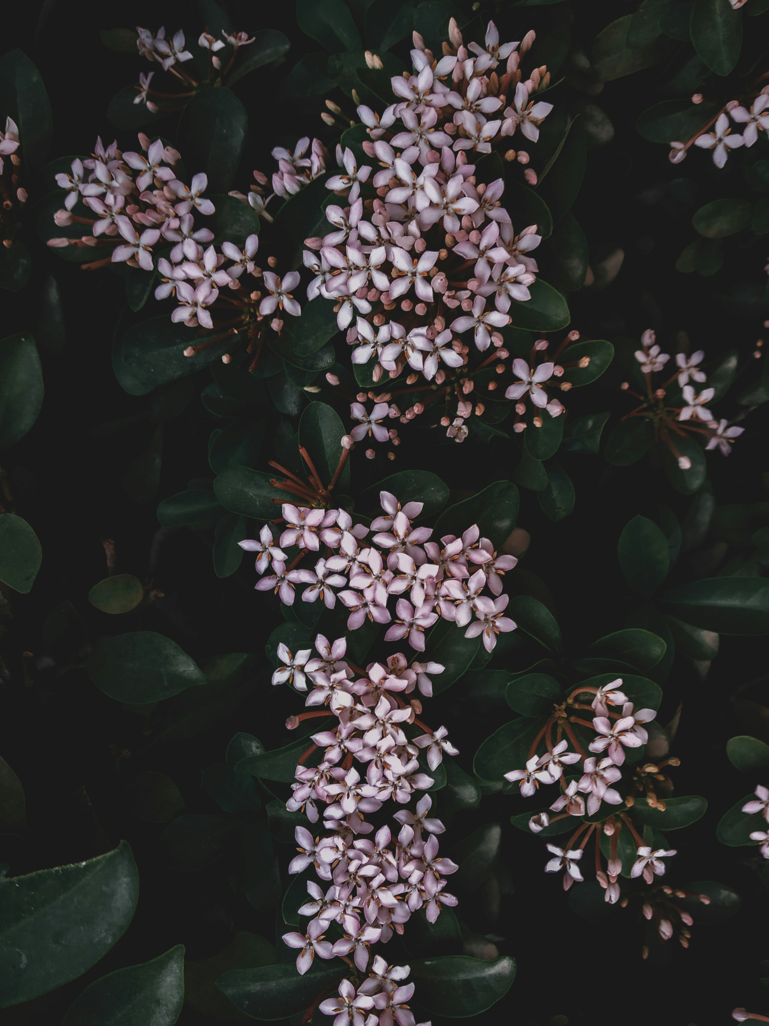 Delicate clusters of pink flowers intertwined with lush green leaves, creating a serene natural composition.