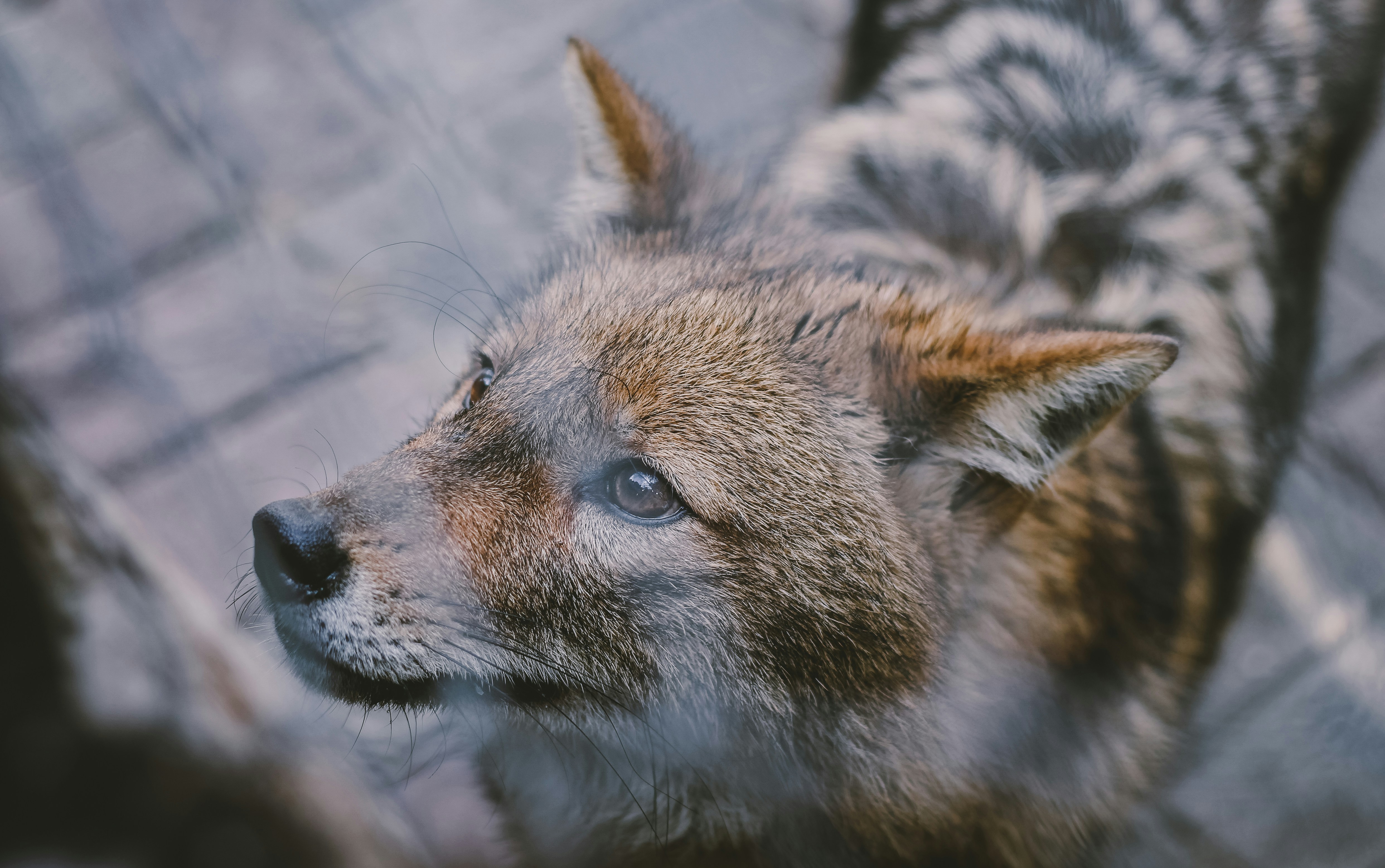 A close-up of a curious wolf, showcasing its expressive eyes and detailed fur against a blurred background.