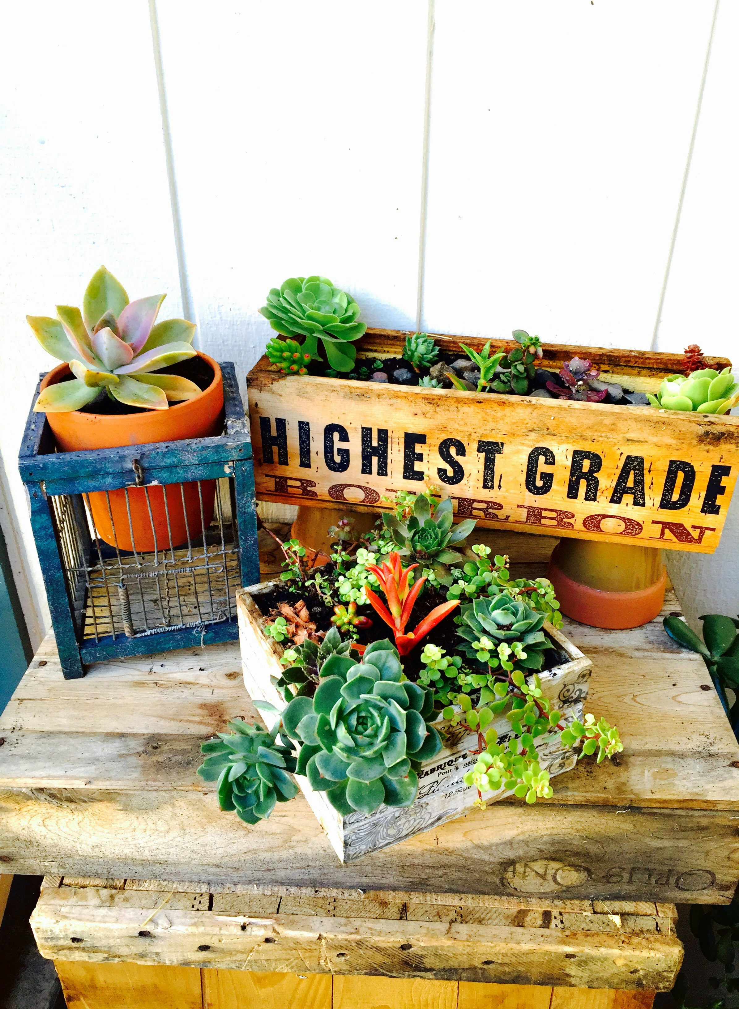 Rustic Patch: Succulents Nestled in Weathered Wooden Crates