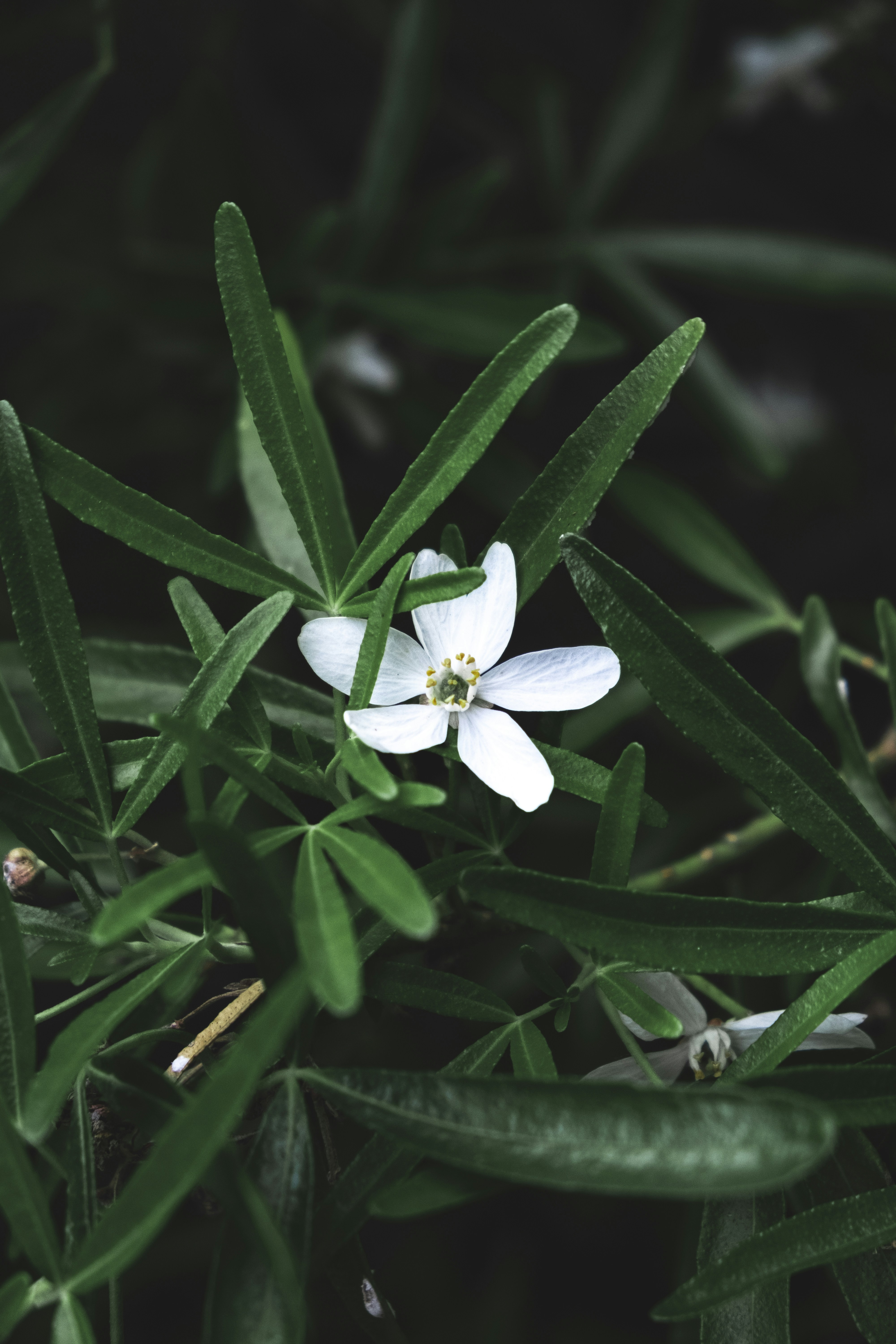 Delicate white flower nestled among vibrant green leaves, showcasing nature's intricate beauty.