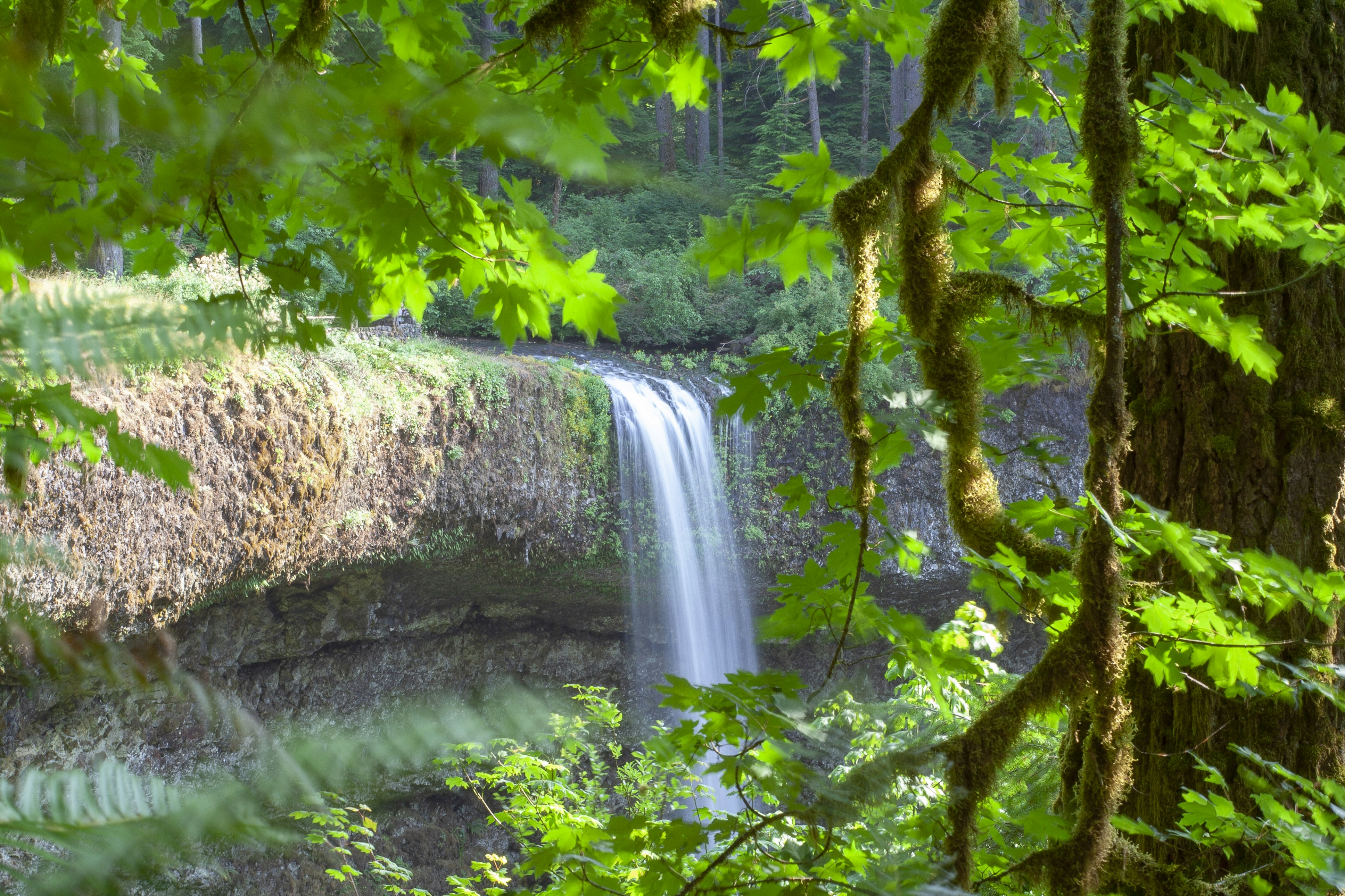 Waterfalls among trees photo – Free Water Image on Unsplash