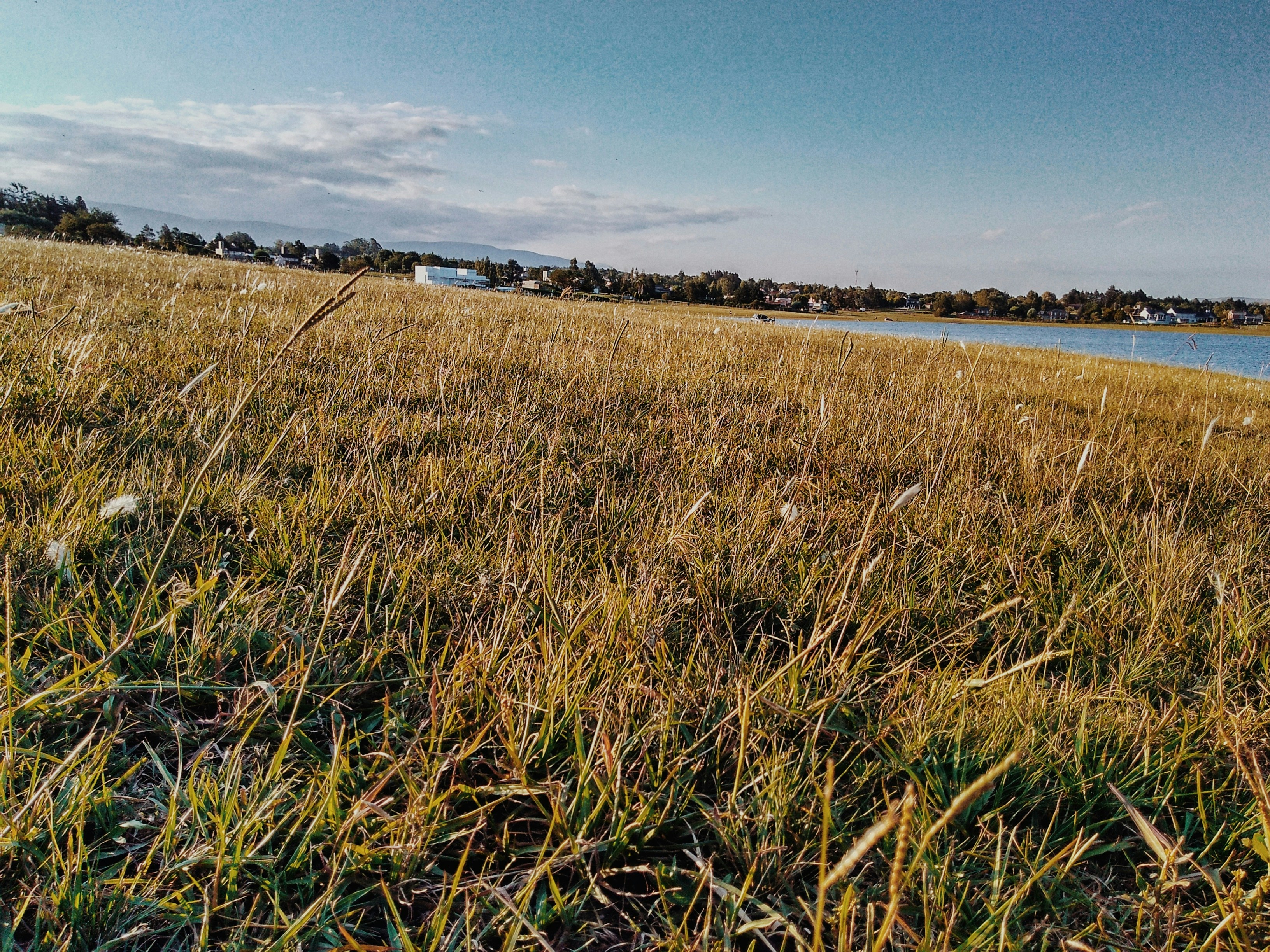 Golden grass swaying gently by the water's edge under a clear sky, inviting tranquility and reflection.