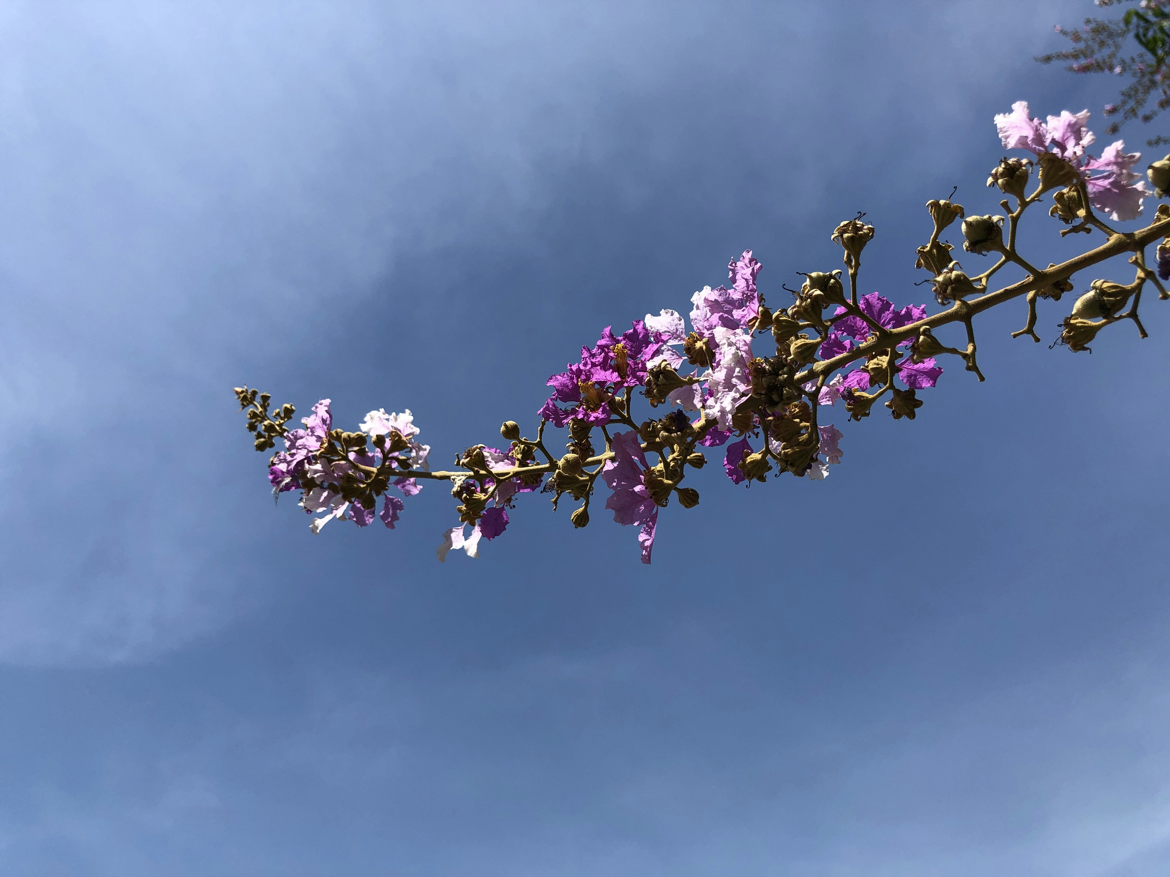 Vibrant purple flowers gracefully arching against a clear blue sky, showcasing nature's delicate artistry.