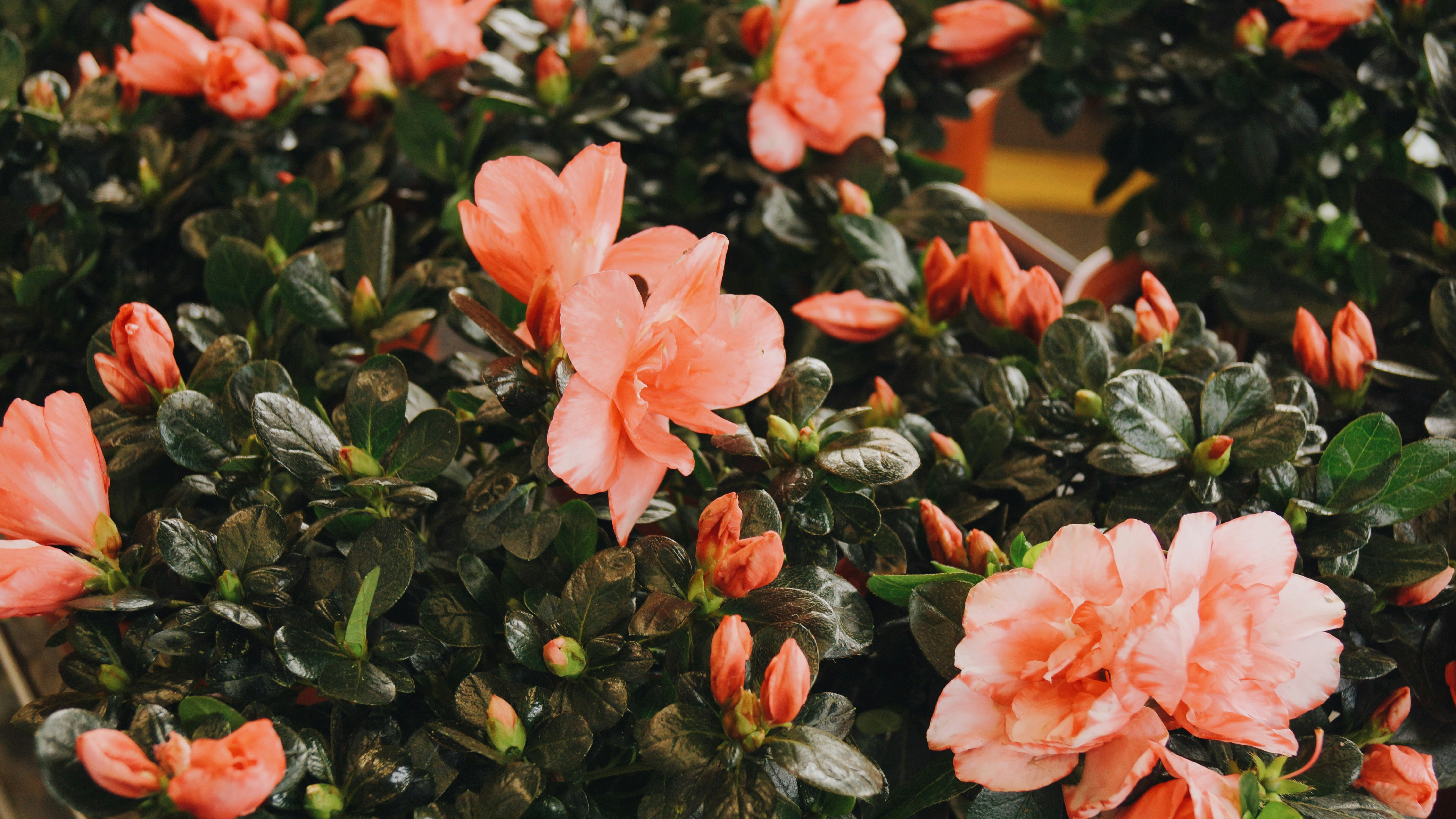 Close-up of coral azalea blossoms among glossy green leaves in a sunlit garden. This photograph highlights vibrant petals and dense foliage.