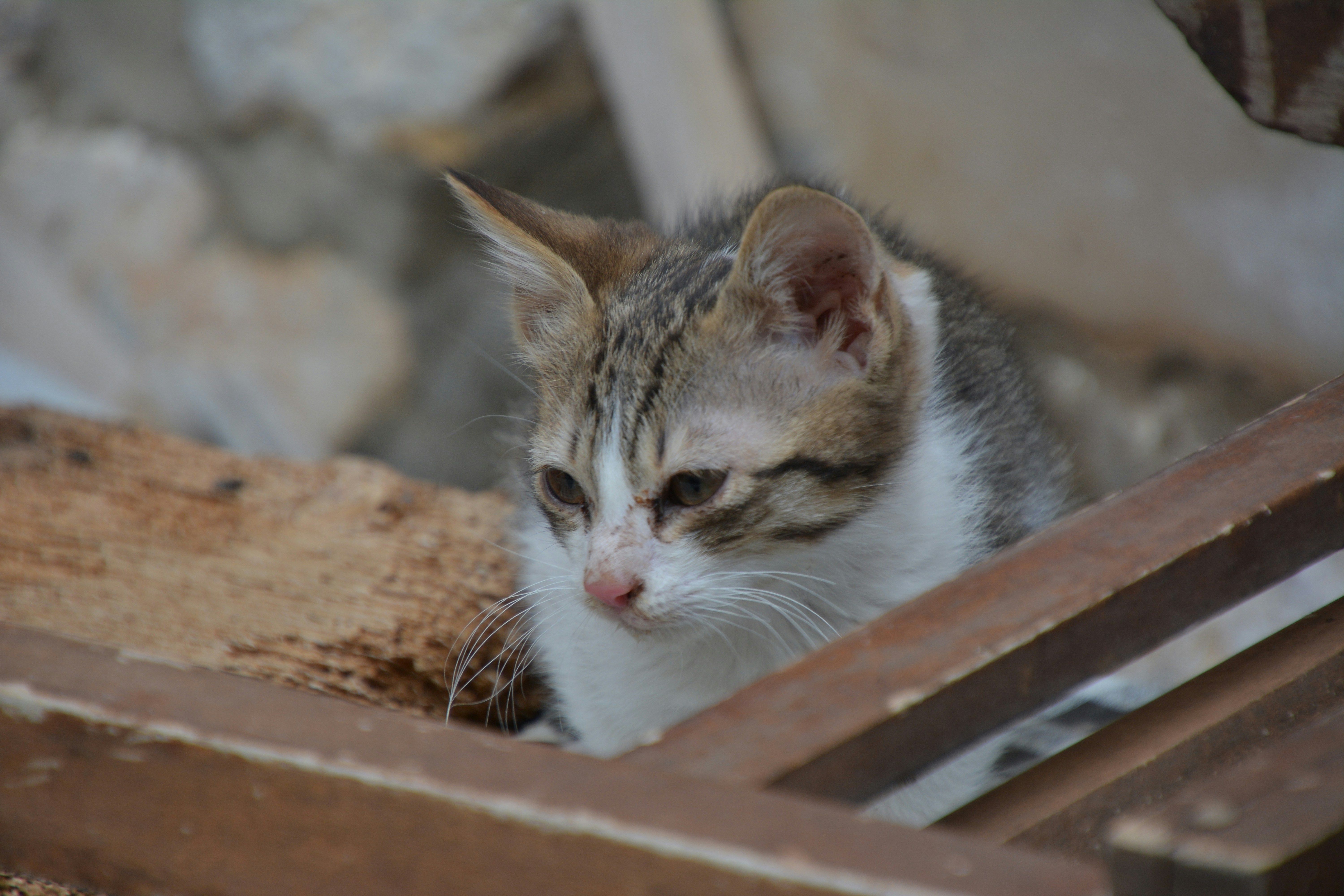 Curious Kitten Amid Wooden Rubble