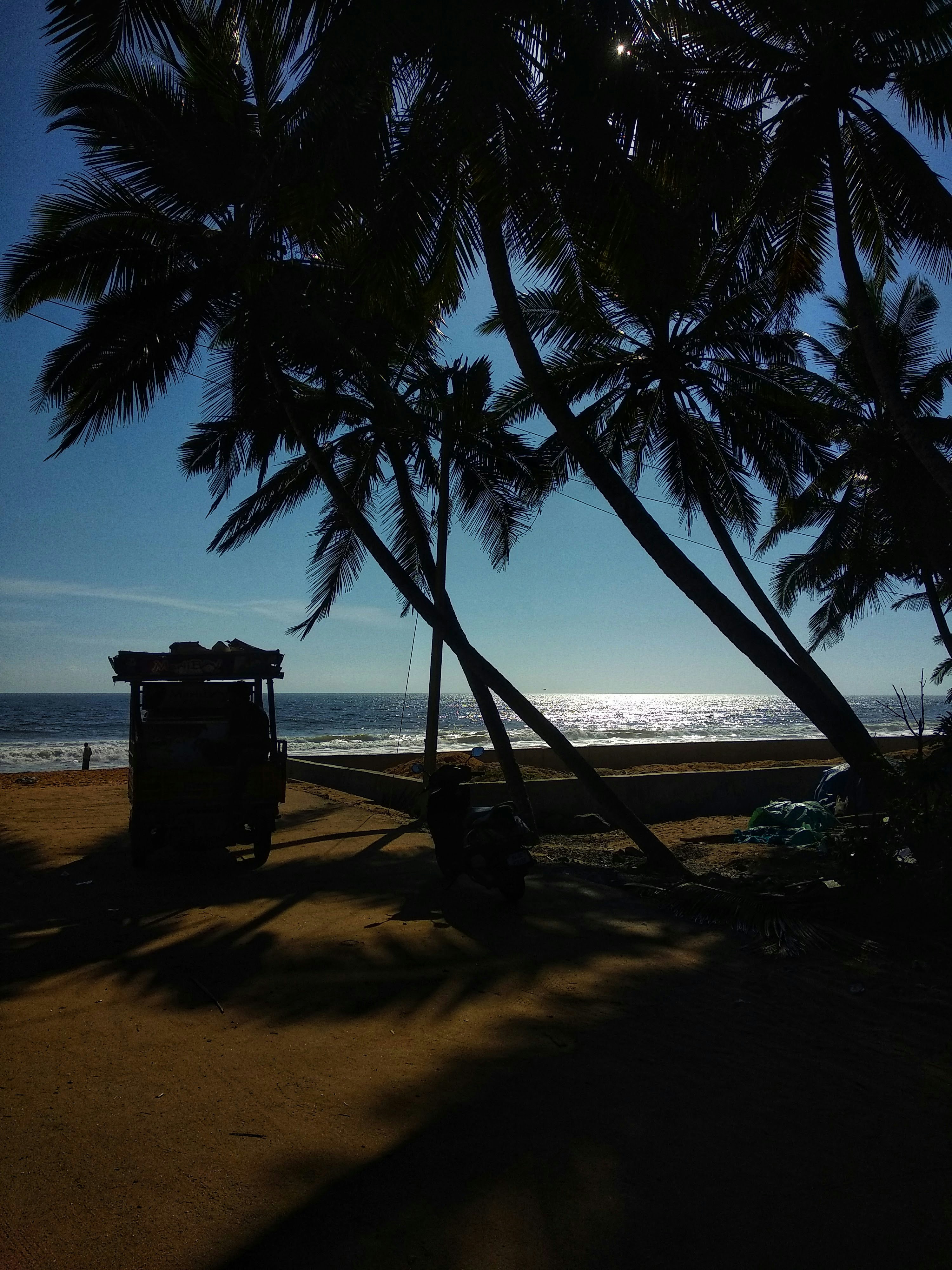 Palm-Arch Aglow: Silhouettes, Sea Light, and a Lone Beach Cart