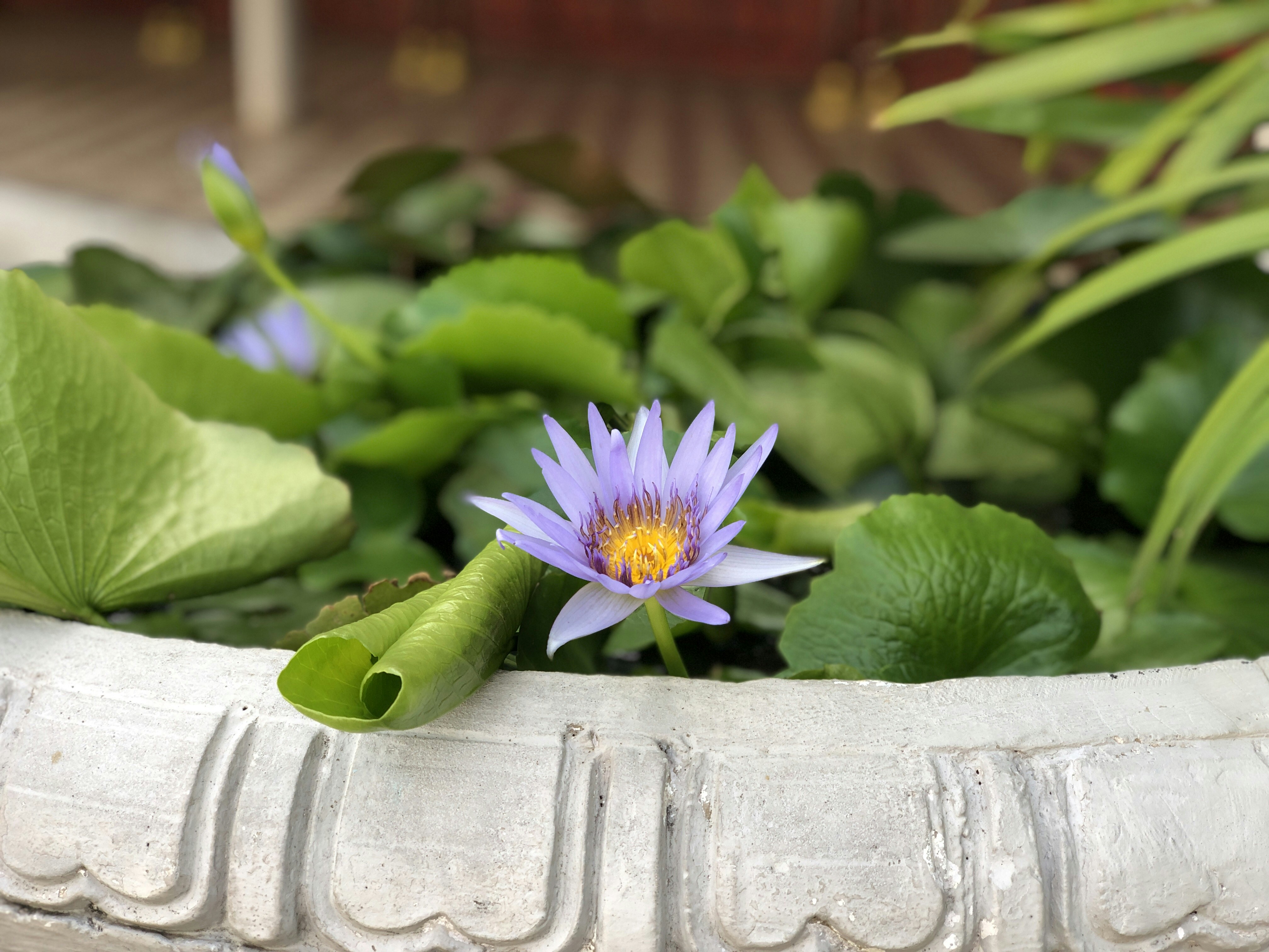 EdgeBloom: A Violet Water Lily Gracing a Concrete Planter