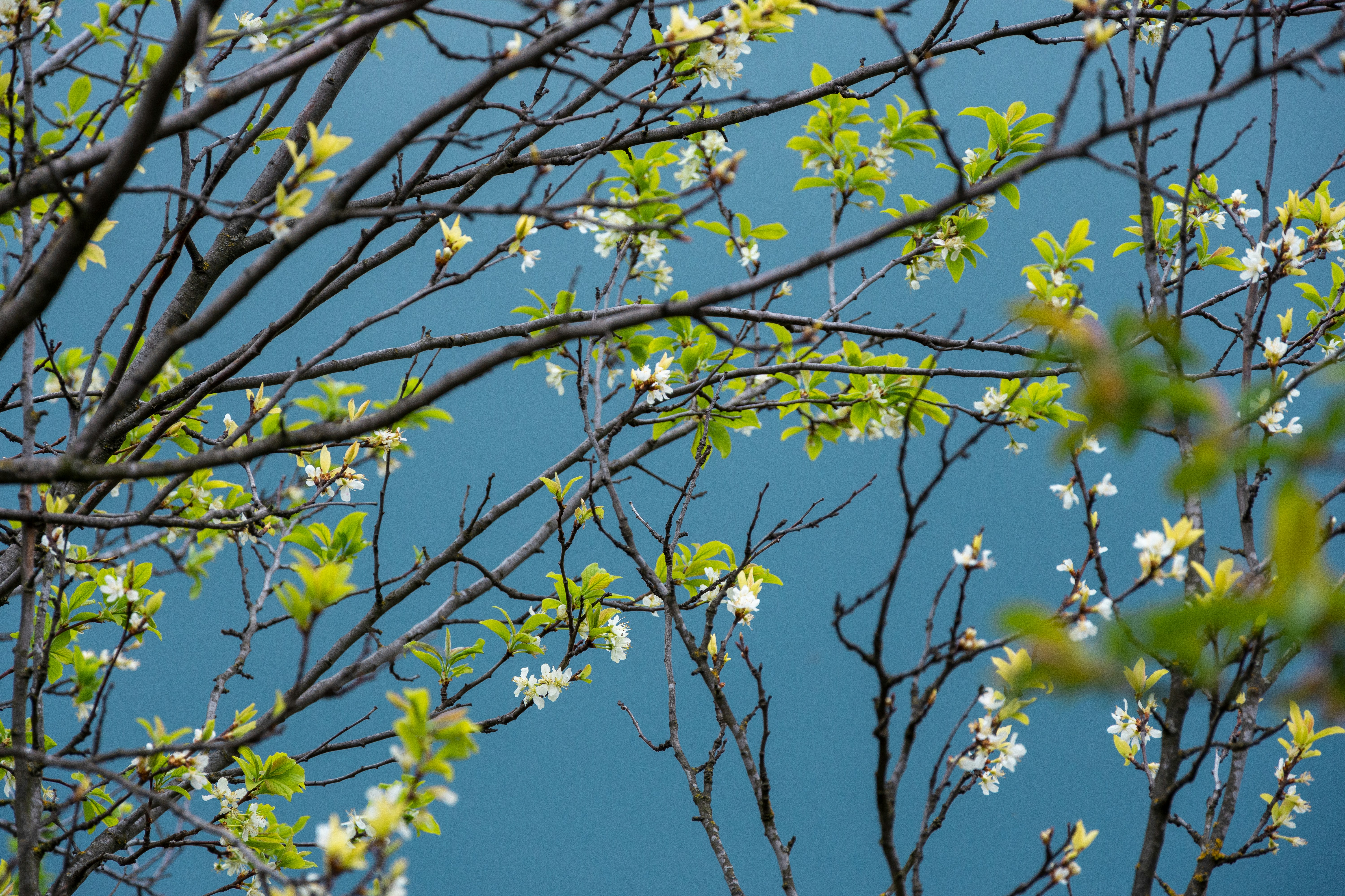 Delicate white blossoms and fresh green leaves emerge from intertwining branches, contrasting beautifully against a tranquil blue background.