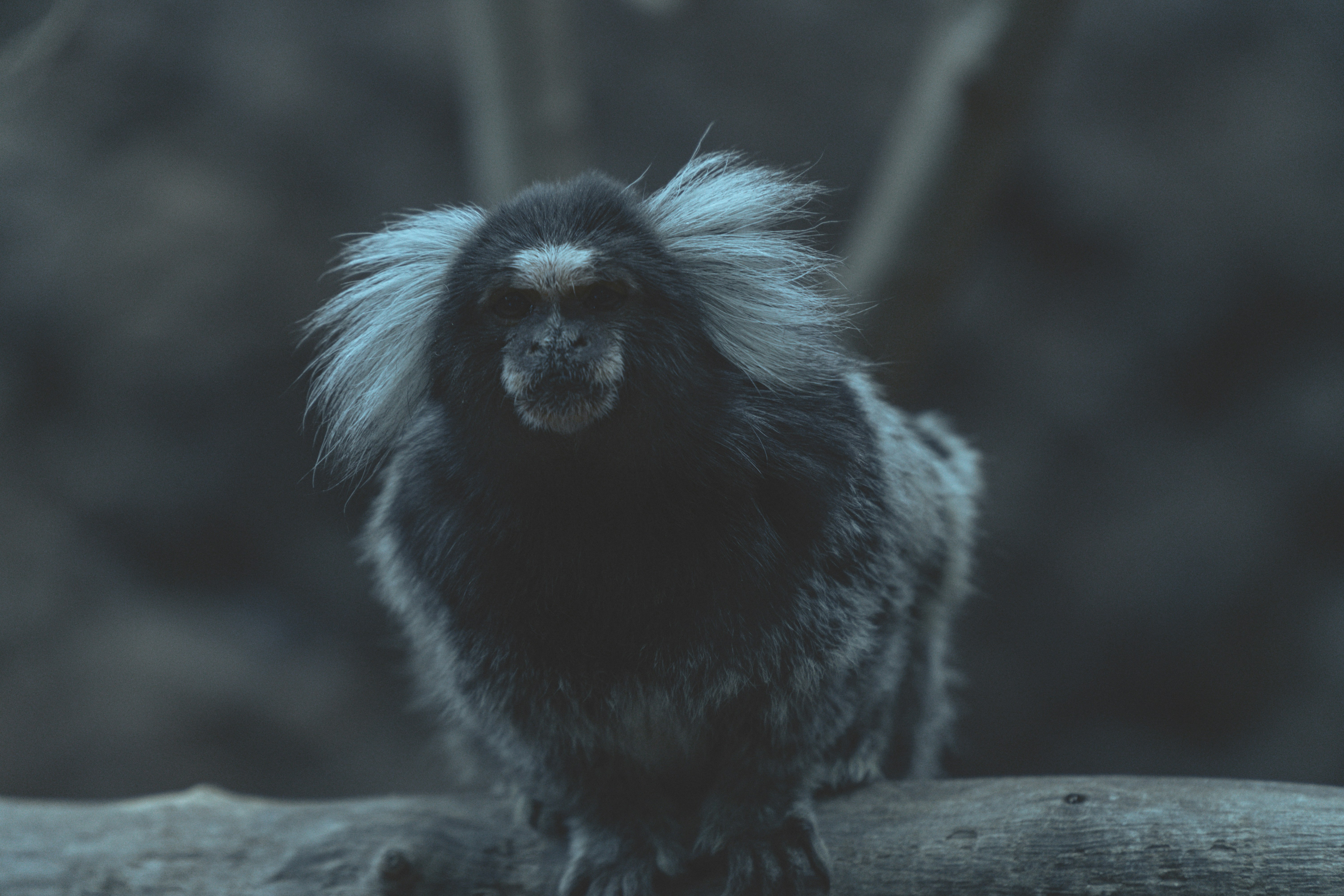 Black primate photo – Free Animal Image on Unsplash