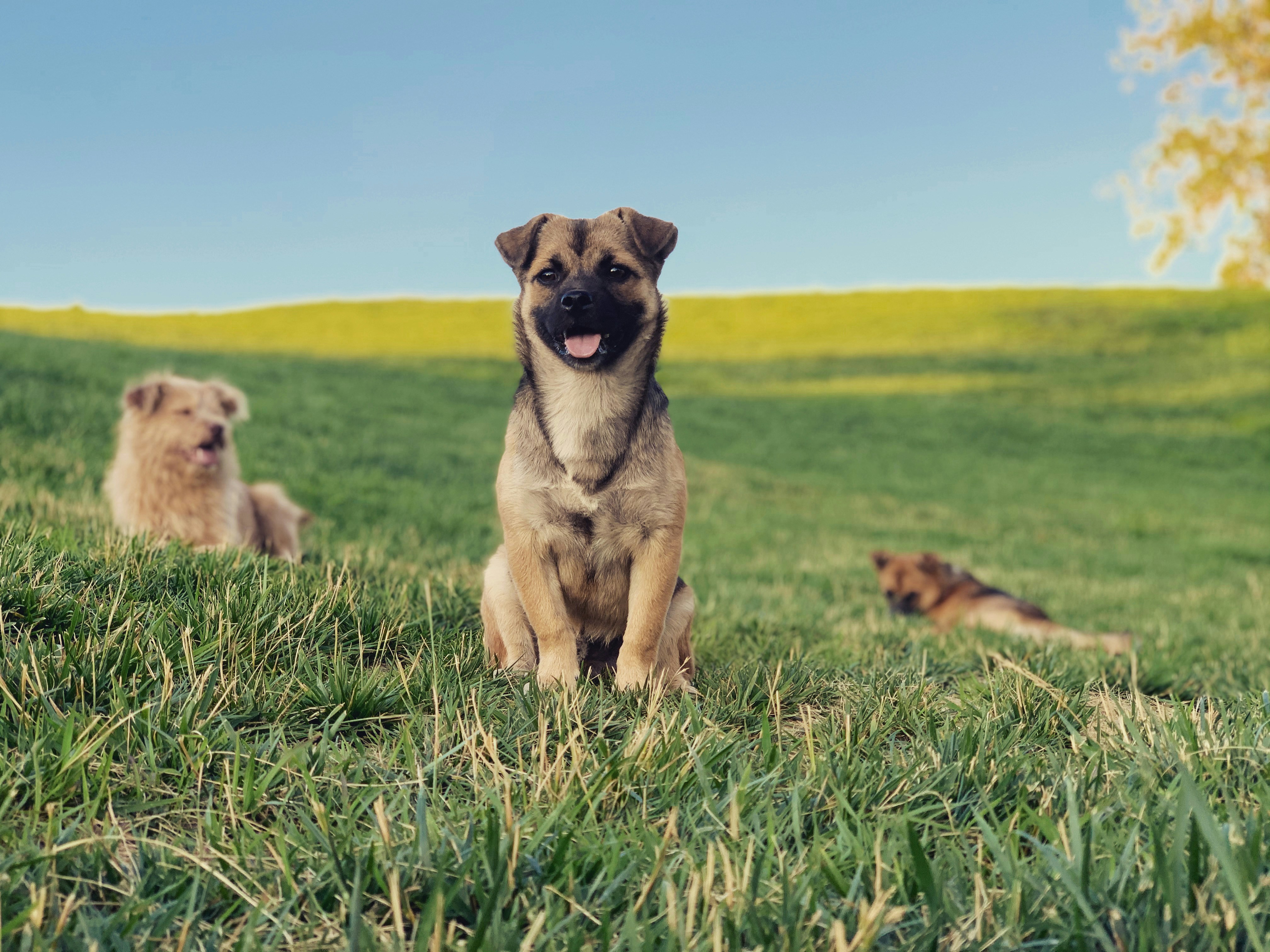 Foto Perro de pelo corto color canela – Imagen Perro gratis en Unsplash