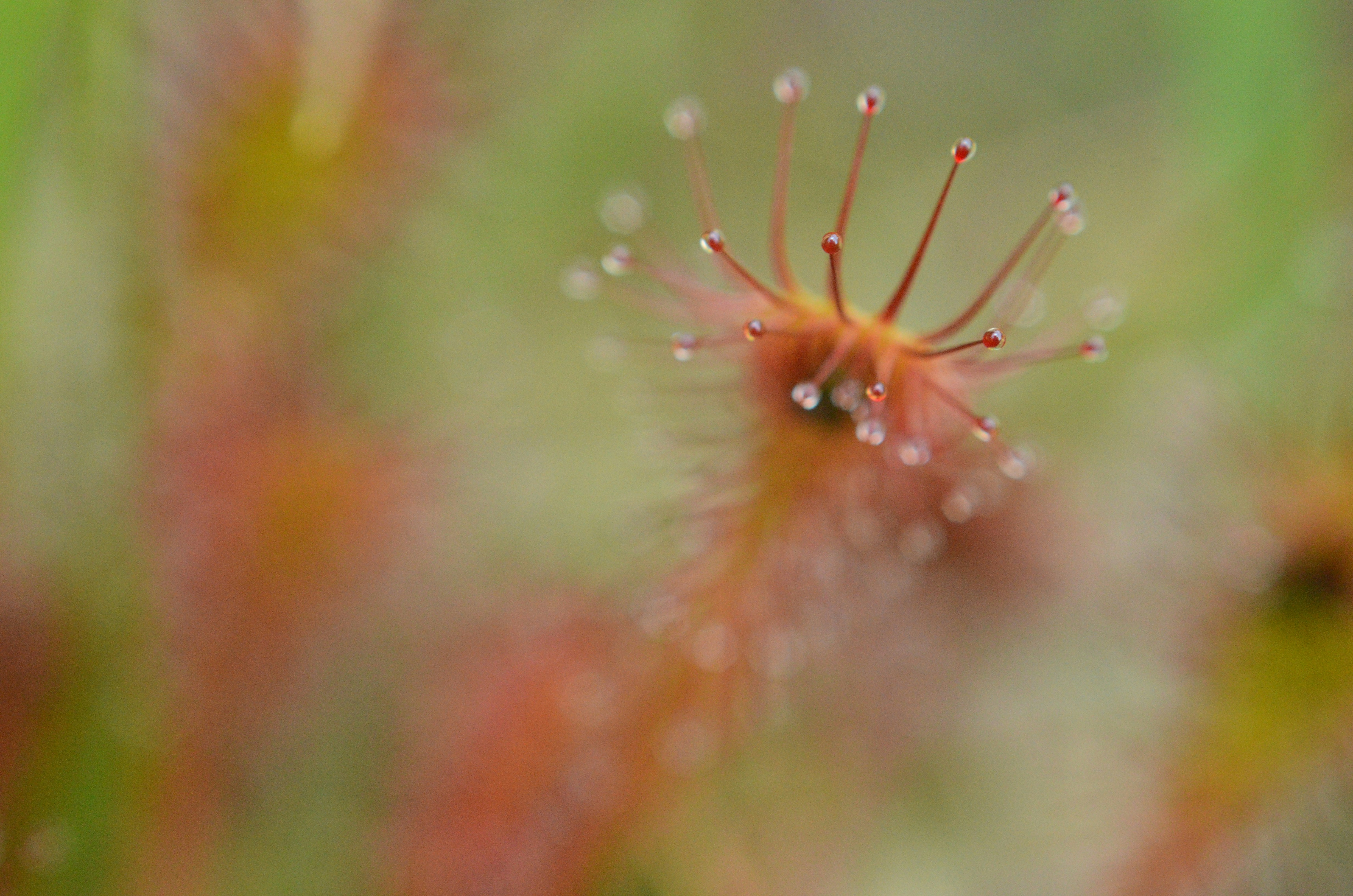 This is really small, actually. You imagine these plants to be bigger, but you really have to watch out to not step on then, because of not seeing them.